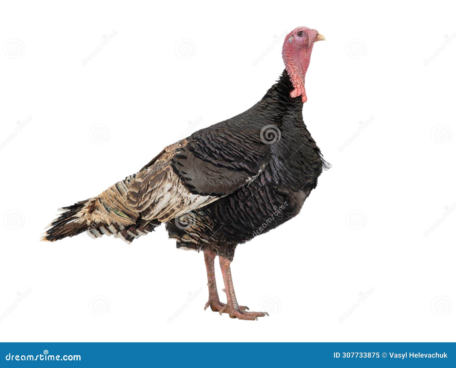 Male Bronze Turkey Isolated on White Background Stock Image - Image of ...