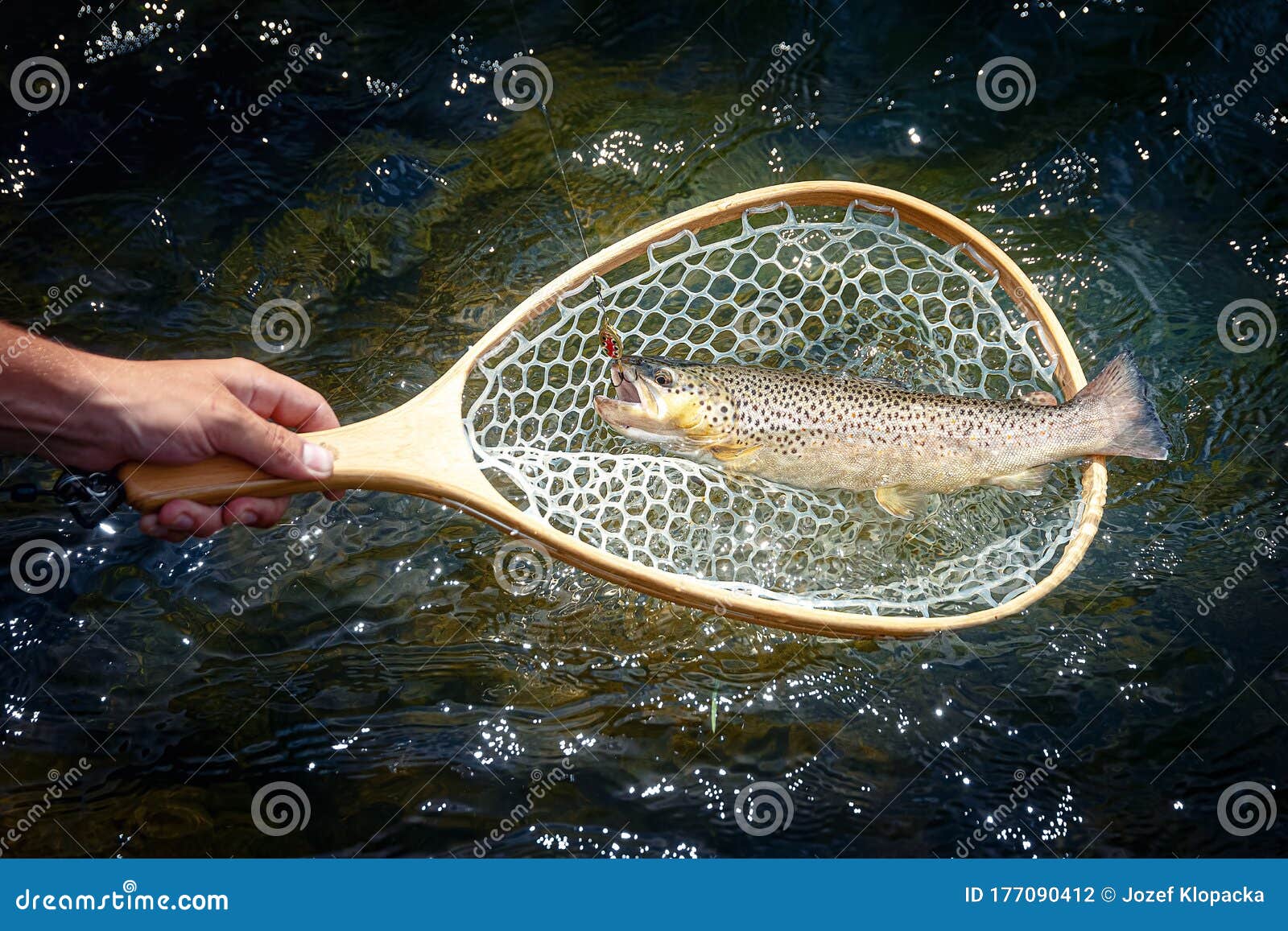 Male Brook Trout in a Landing Net Stock Photo - Image of lifestyle ...