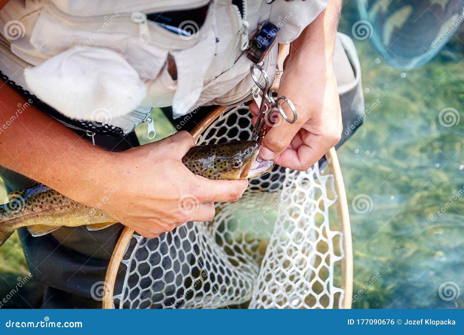 Male Brook Trout in a Landing Net Stock Photo - Image of beauty, metal ...
