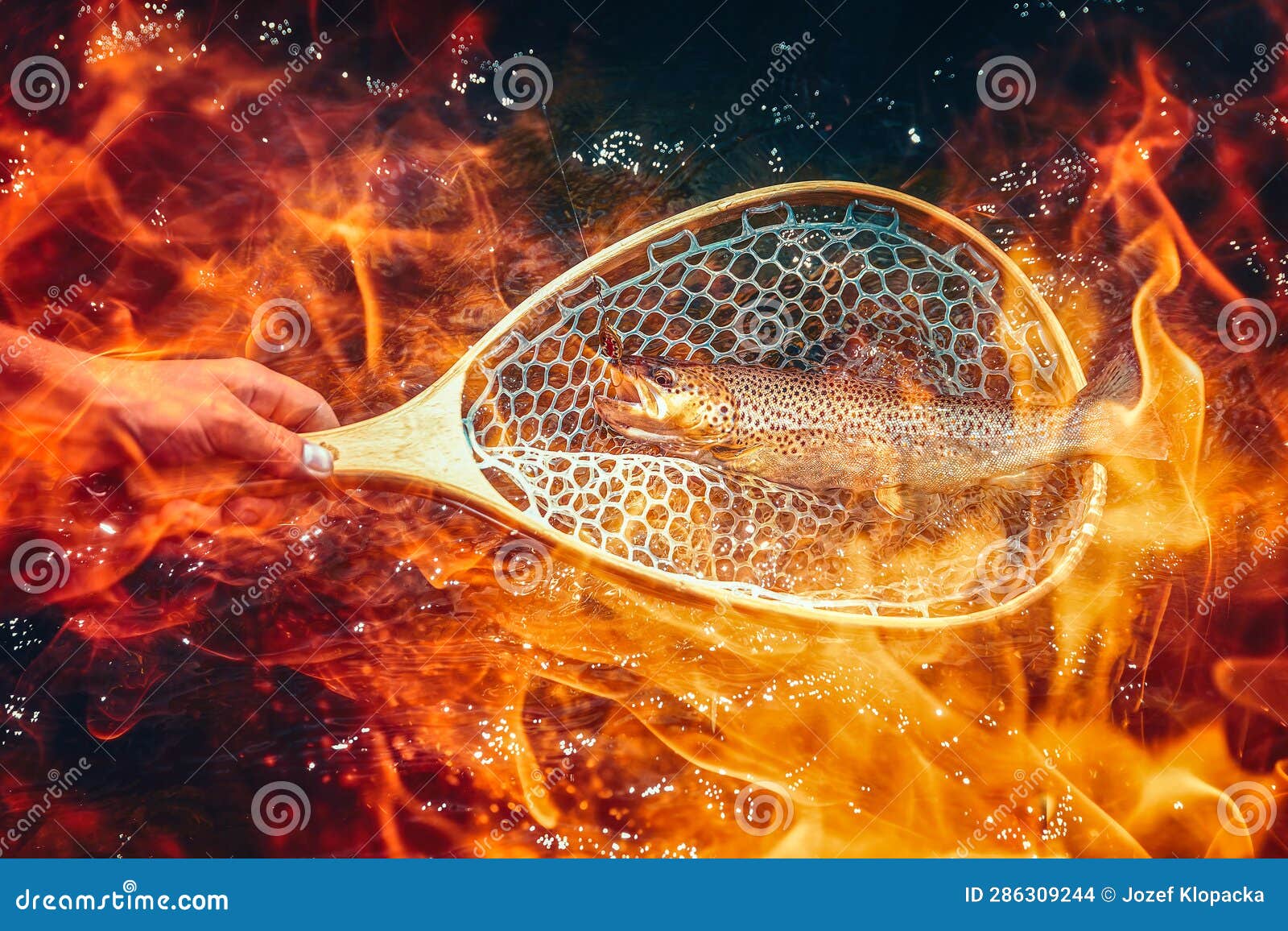Male Brook Trout in a Landing Net. Fire Effect. Stock Photo - Image of ...