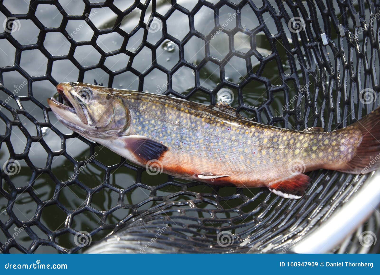 Male Brook Trout in a Landing Net Stock Image - Image of fins, brook ...