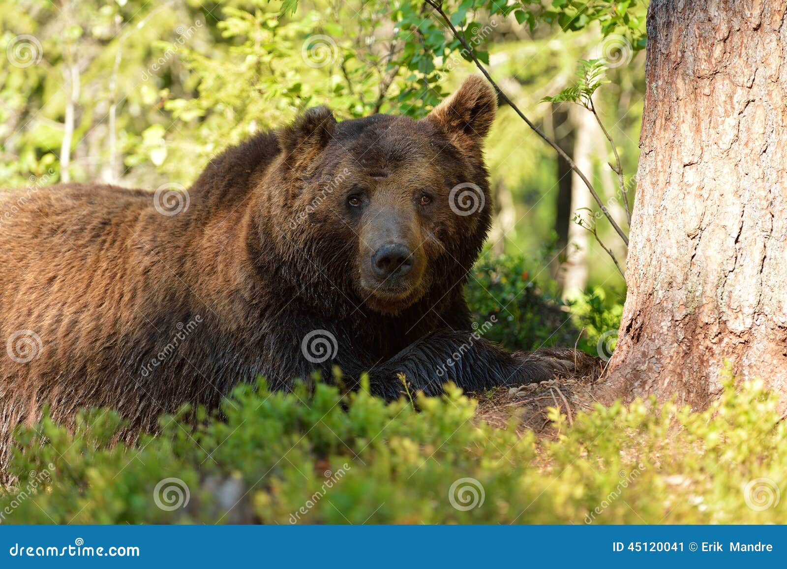 Male brown bear resting stock image. Image of sunlight - 45120041