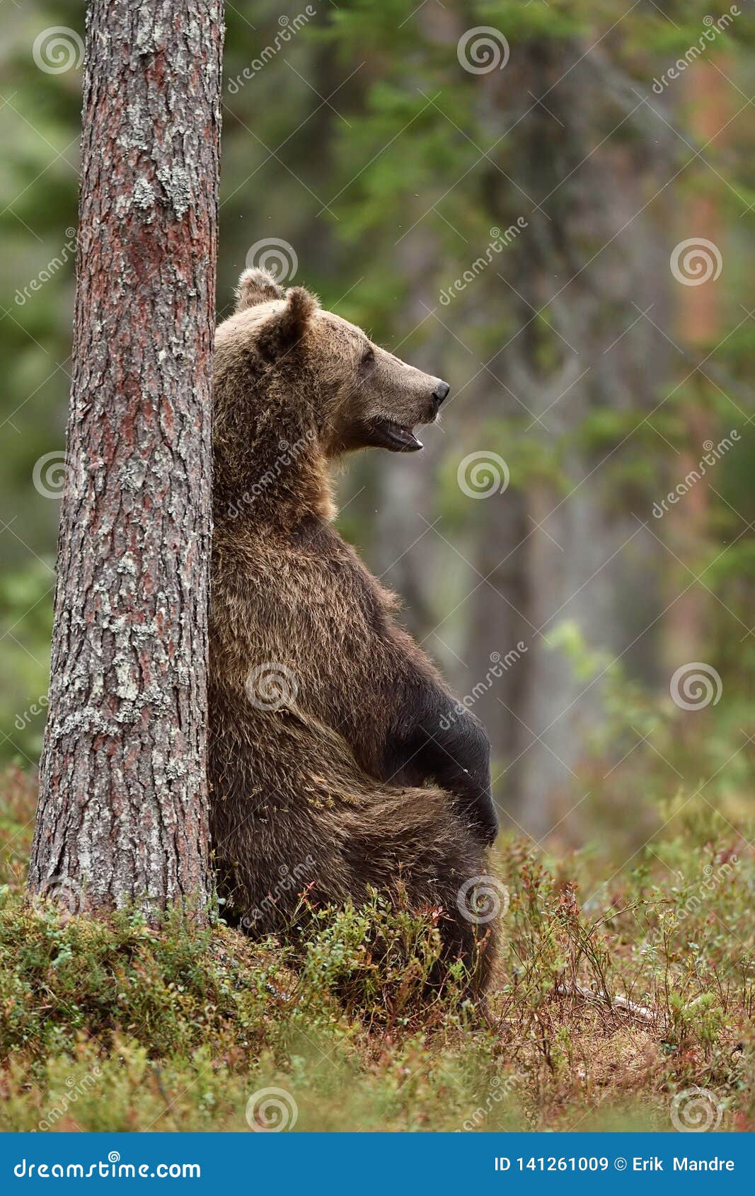 Male Brown Bear Sitting Against a Tree in Forest at Summer Stock Image ...