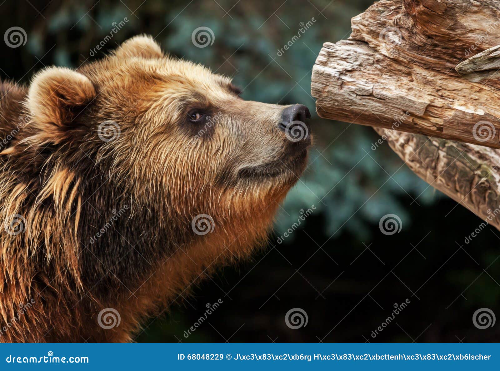 Male brown bear snuffles stock image. Image of single - 68048229