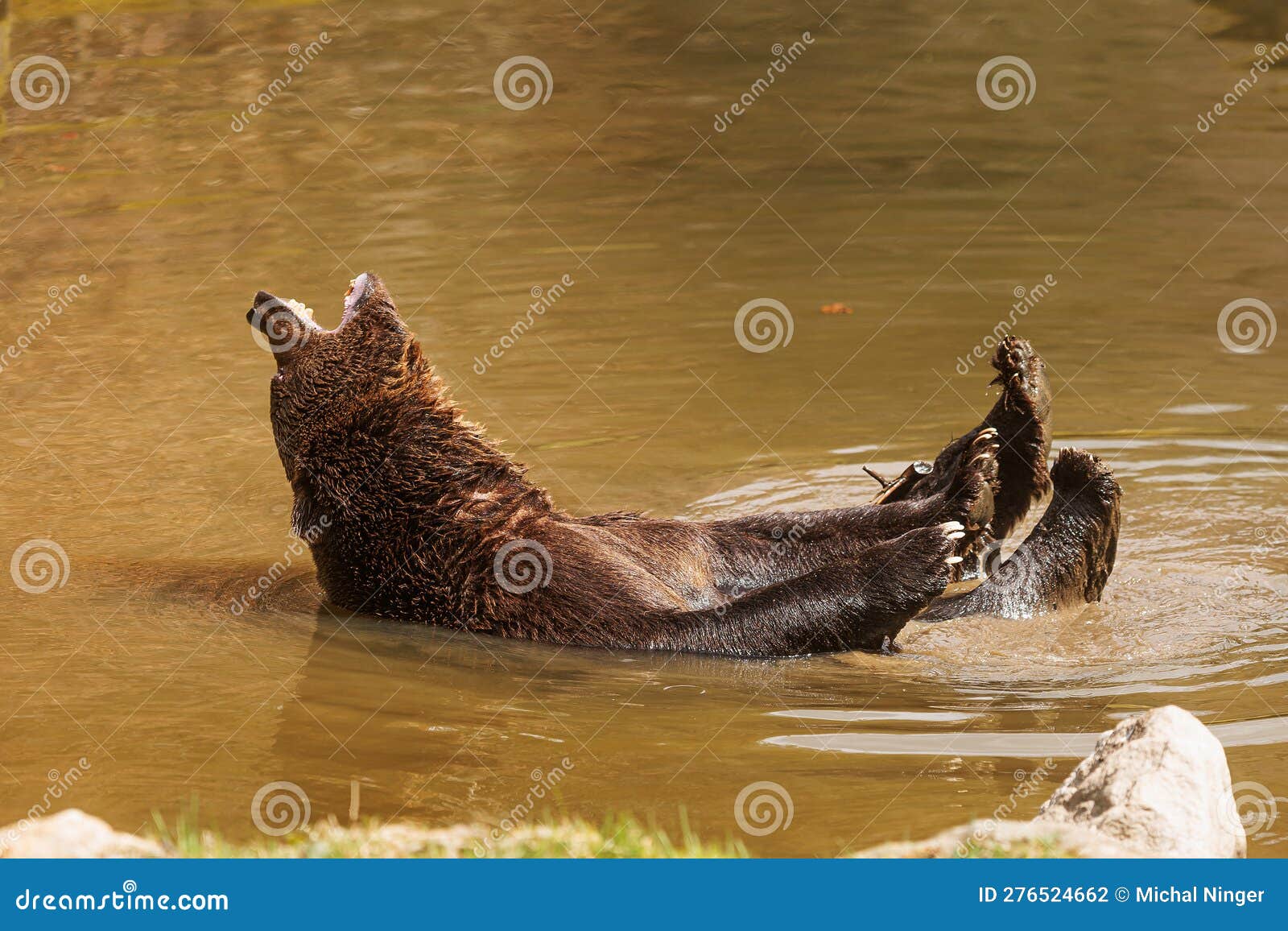 Pooping Brown Bull On The Island Of Santiago, Outside Capital Praia ...