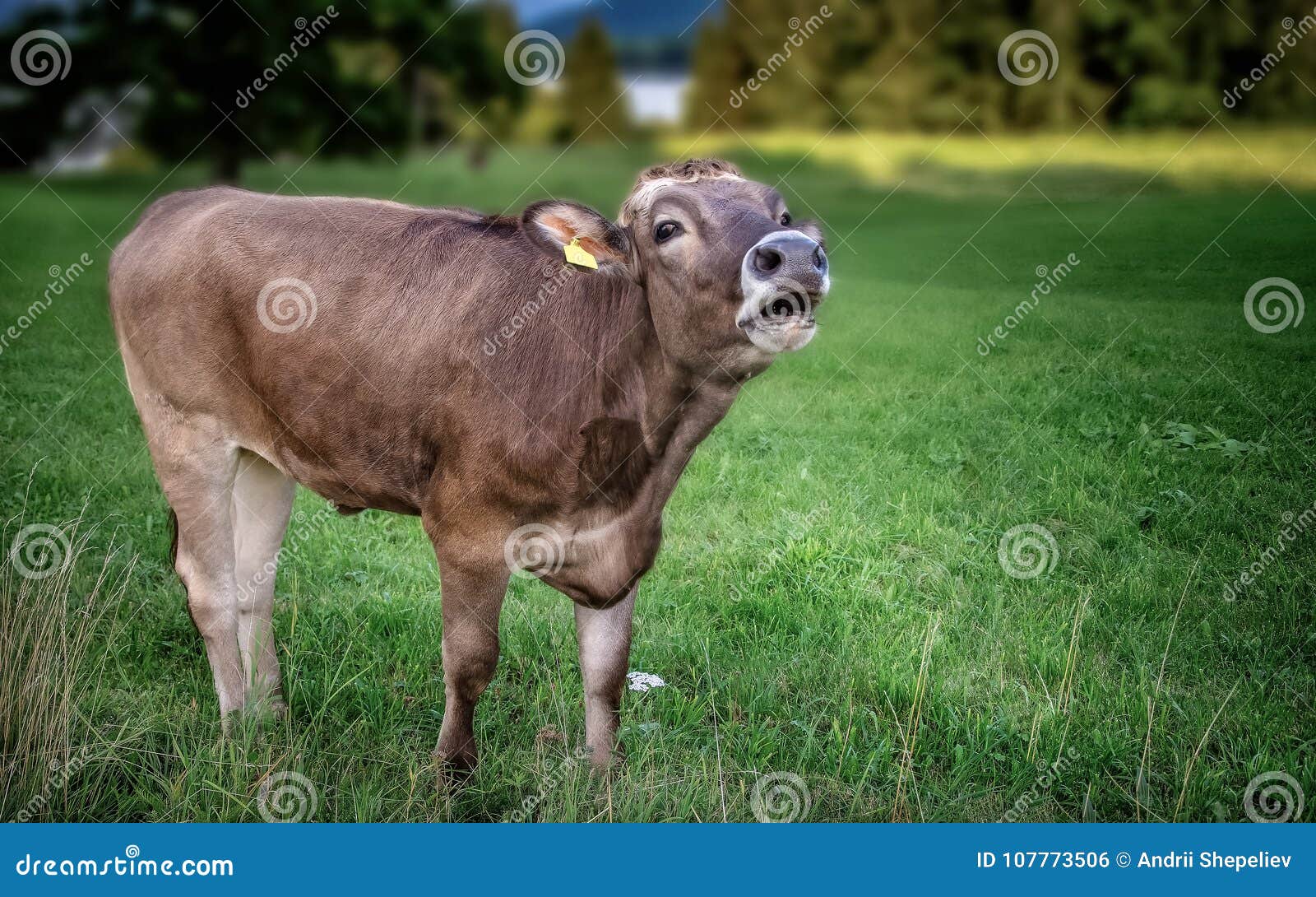 Male brown cattle stock photo. Image of breed, natural - 107773506