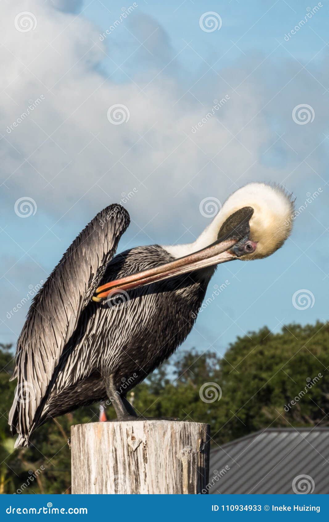 Male Brown Pelican stock image. Image of sitting, brown - 110934933
