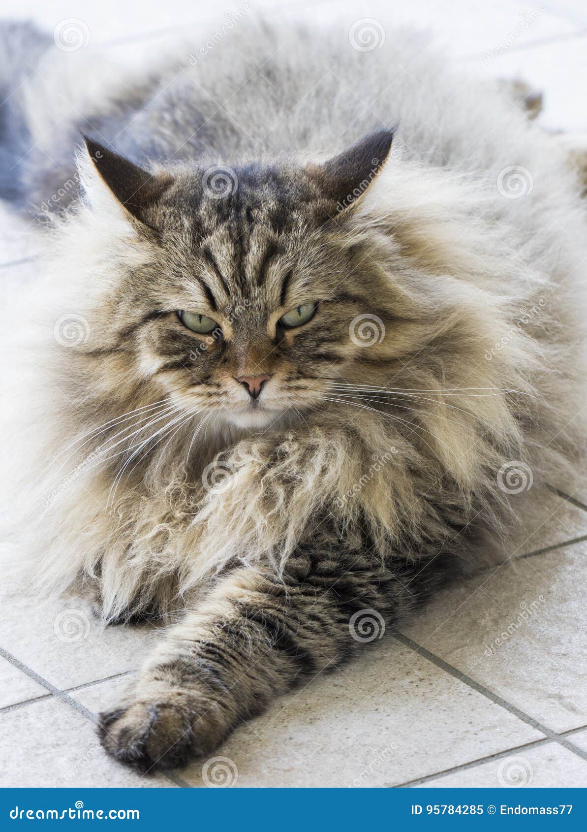 Male Brown Tabby Cat of Siberian Breed Stock Image - Image of eyes ...