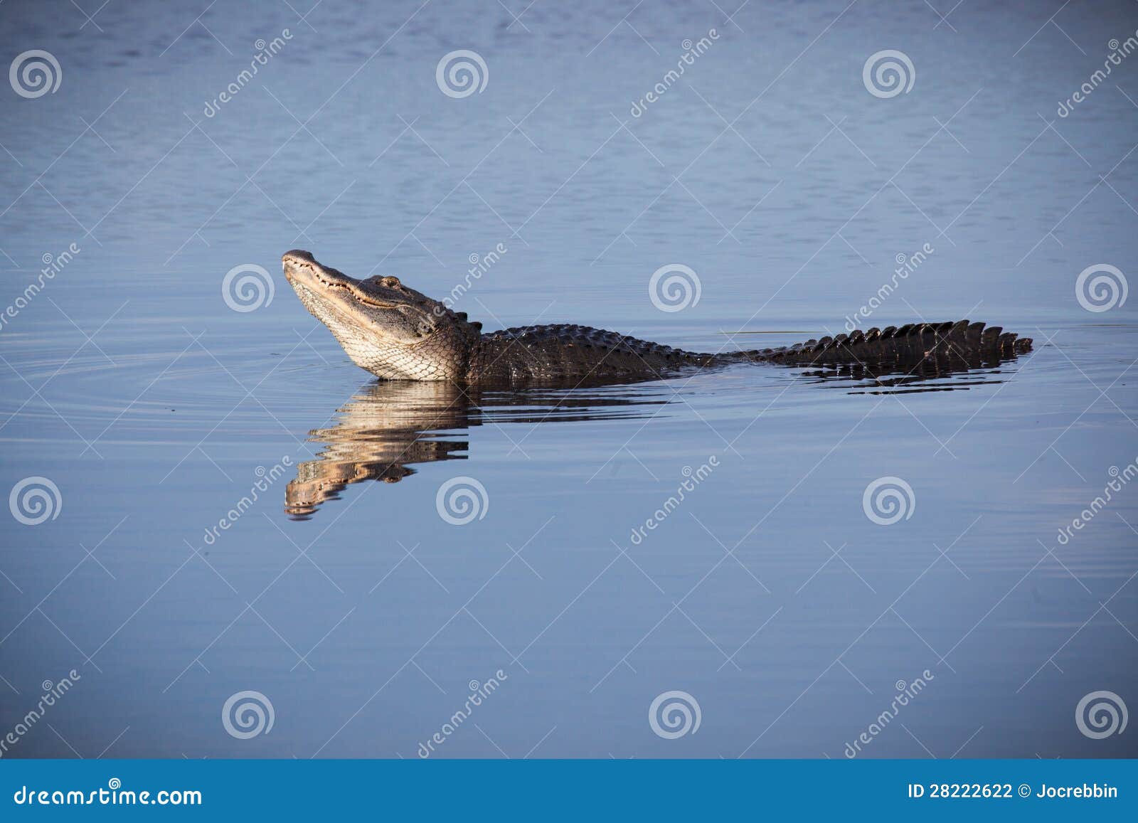 Male bull aligator stock photo. Image of amphibian, eyes - 28222622