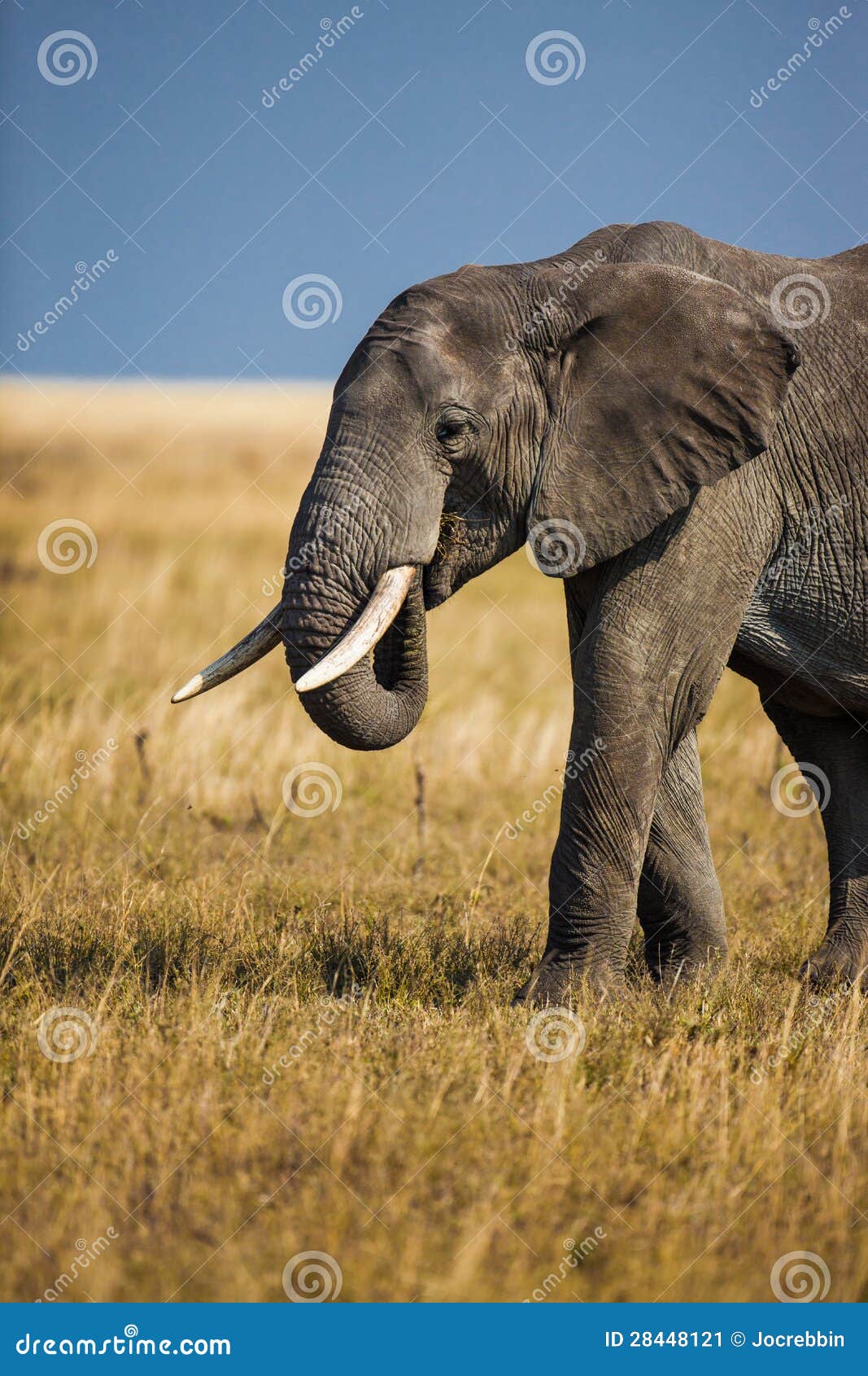 Male bull elephant stock image. Image of mammals, symbol - 28448121