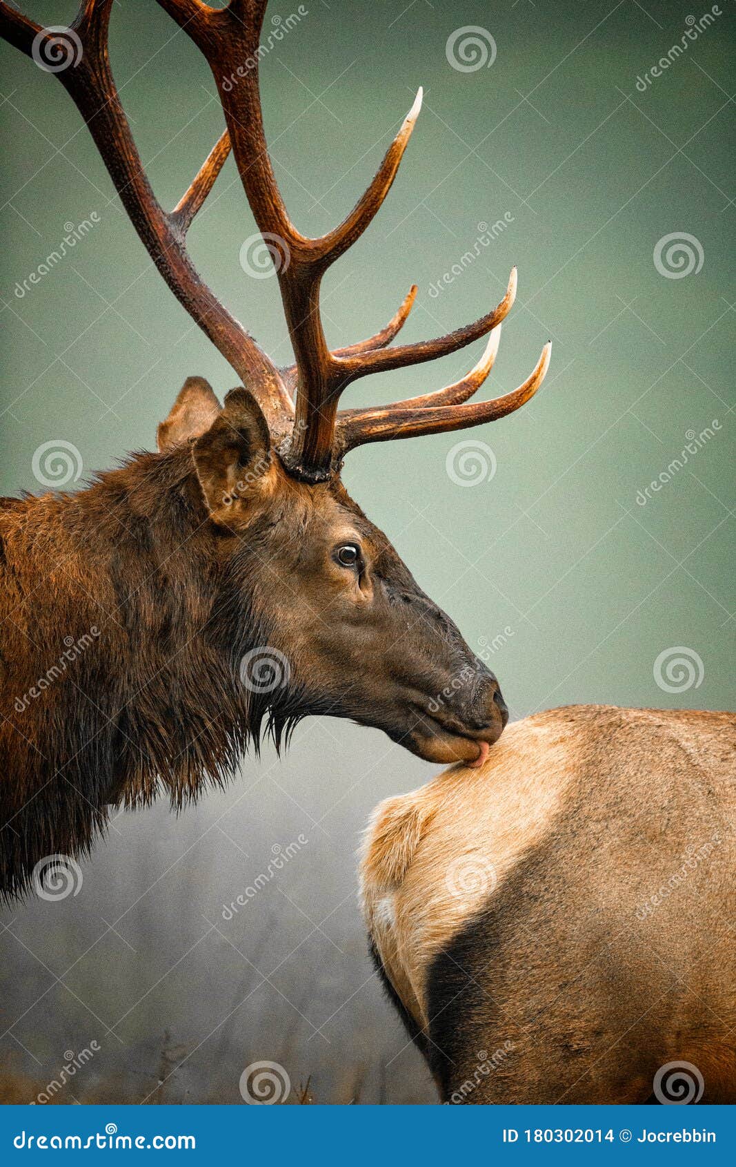 Male Bull Elk Touches Female during Mating Rut Stock Photo - Image of ... Male Bull Elk Touches Female during Mating Rut Stock Photo - Image of ...