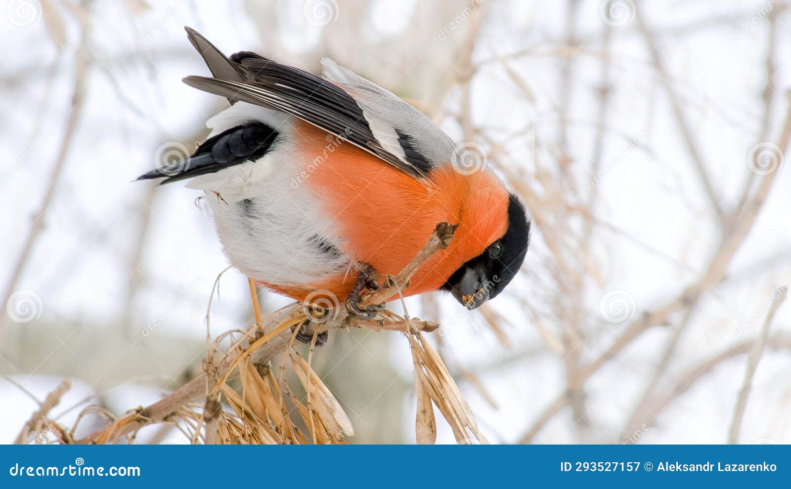 Male Bullfinch Sitting on a Tree Branch Stock Image - Image of feather ...
