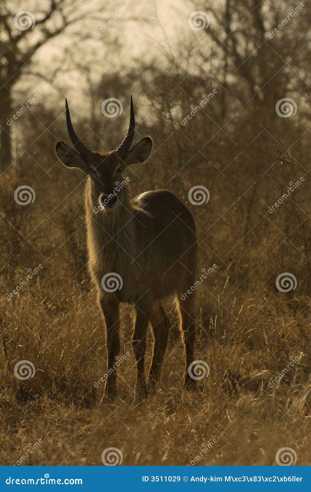 Male bushbuck stock image. Image of alone, ellipsiprymnus - 3511029