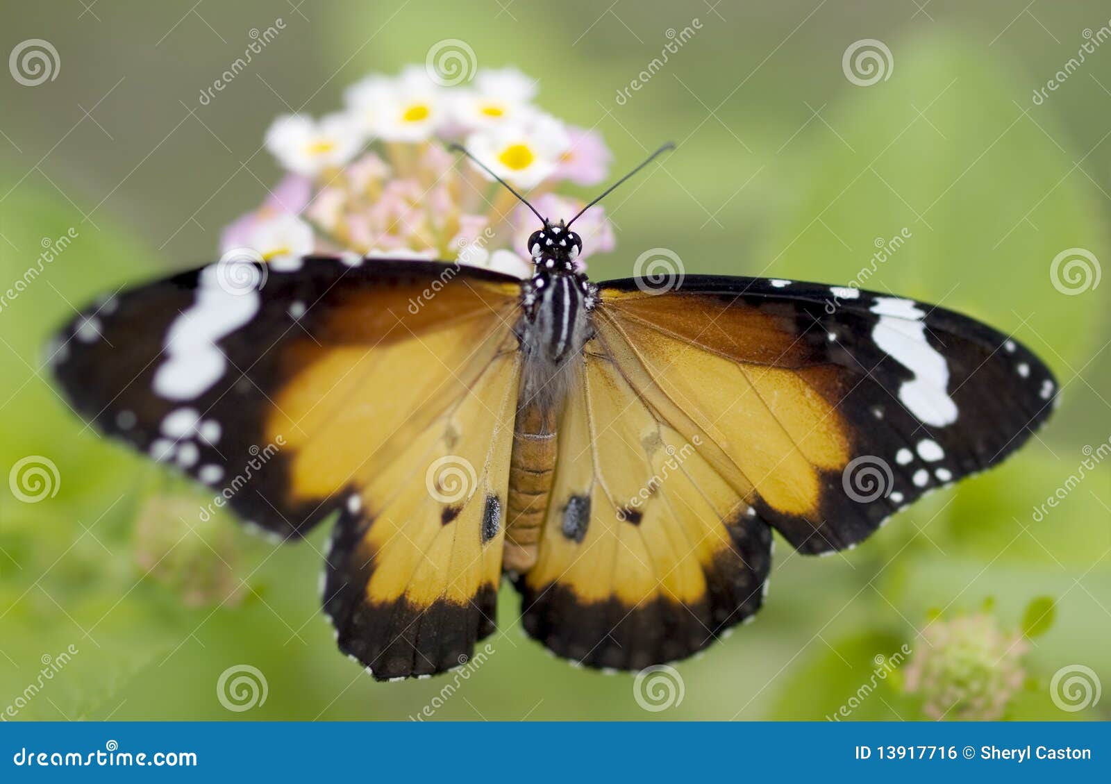 Male Butterfly Plain Tiger Danaus Chrysippus Stock Photo - Image of ...