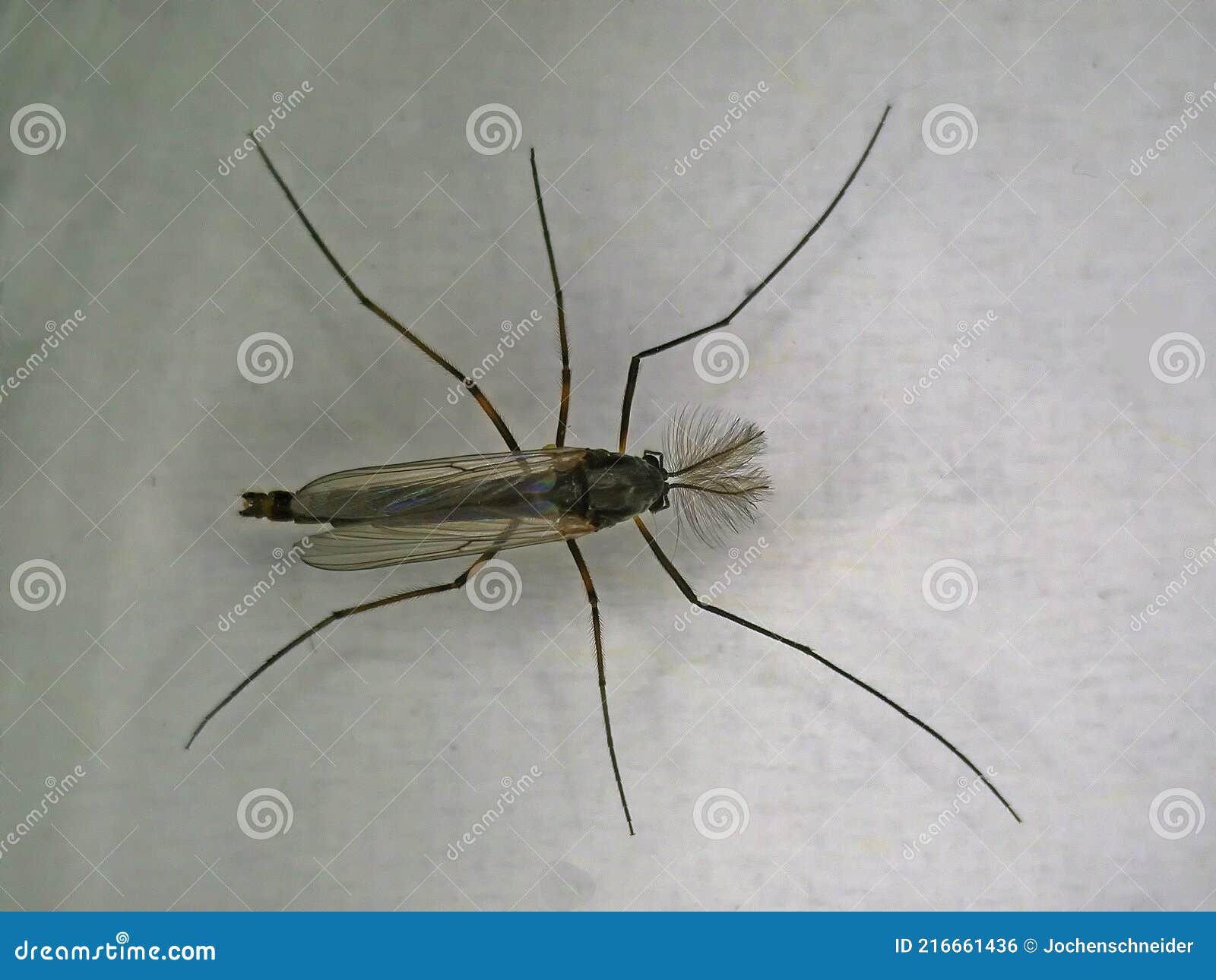 Buzzer Midge Chironomus Plumosus. Chironomus Plumosus Larvae Are The ...