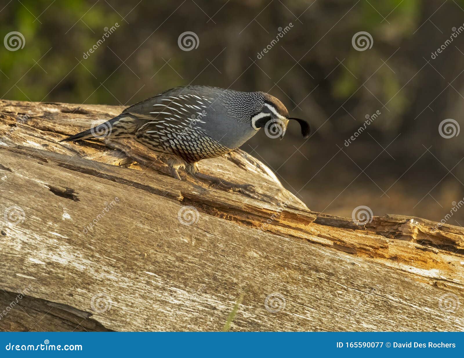 Male California quail stock image. Image of dead, californica - 165590077