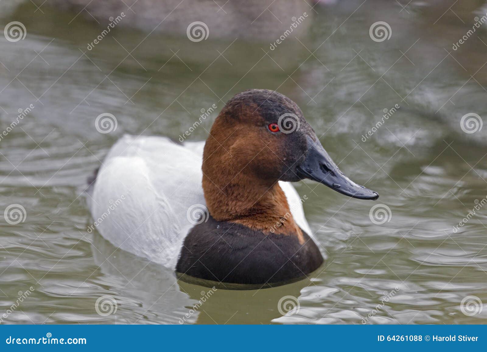 Male Canvasback, Aythya Valisineria Close Up Stock Photo - Image of ...