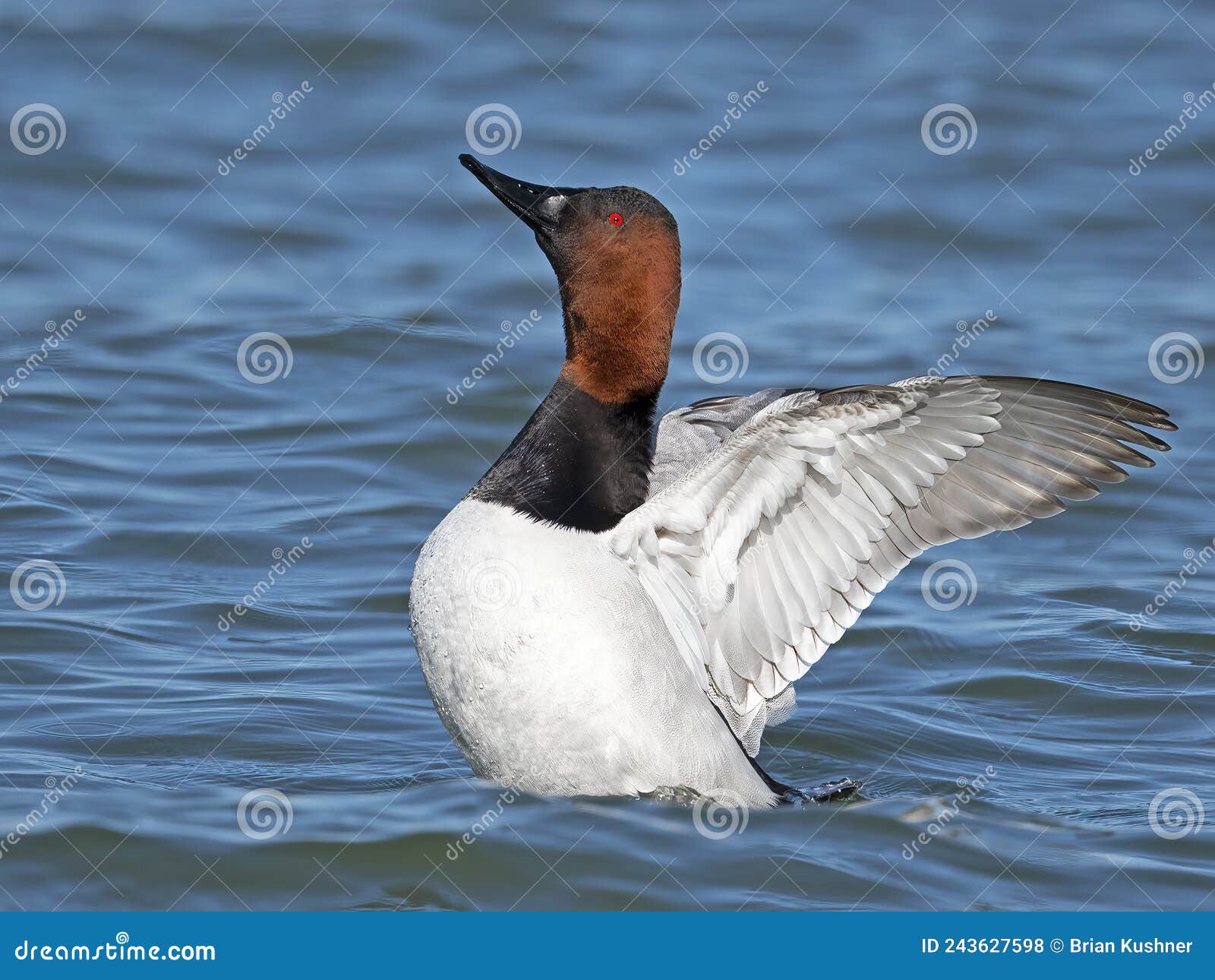 Male Canvasback Duck Displaying Wings Stock Photo - Image of waterfowl ...