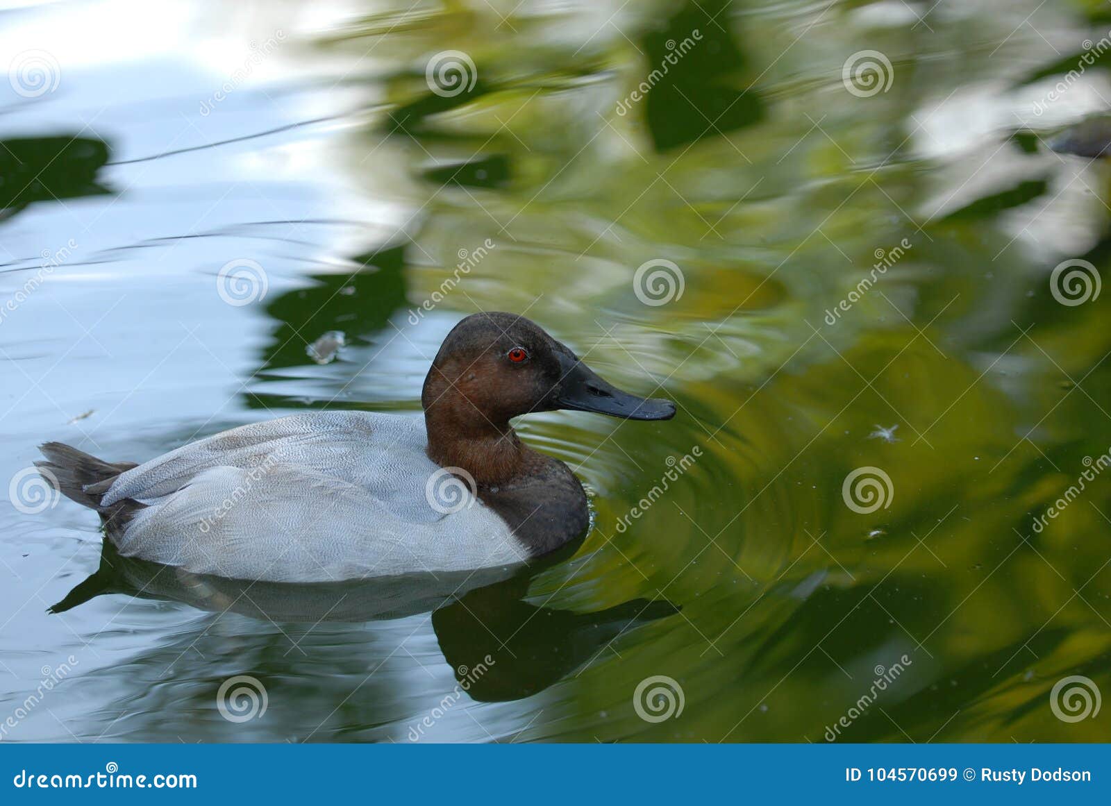 Canvasback Duck stock image. Image of lake, view, bird - 104570699