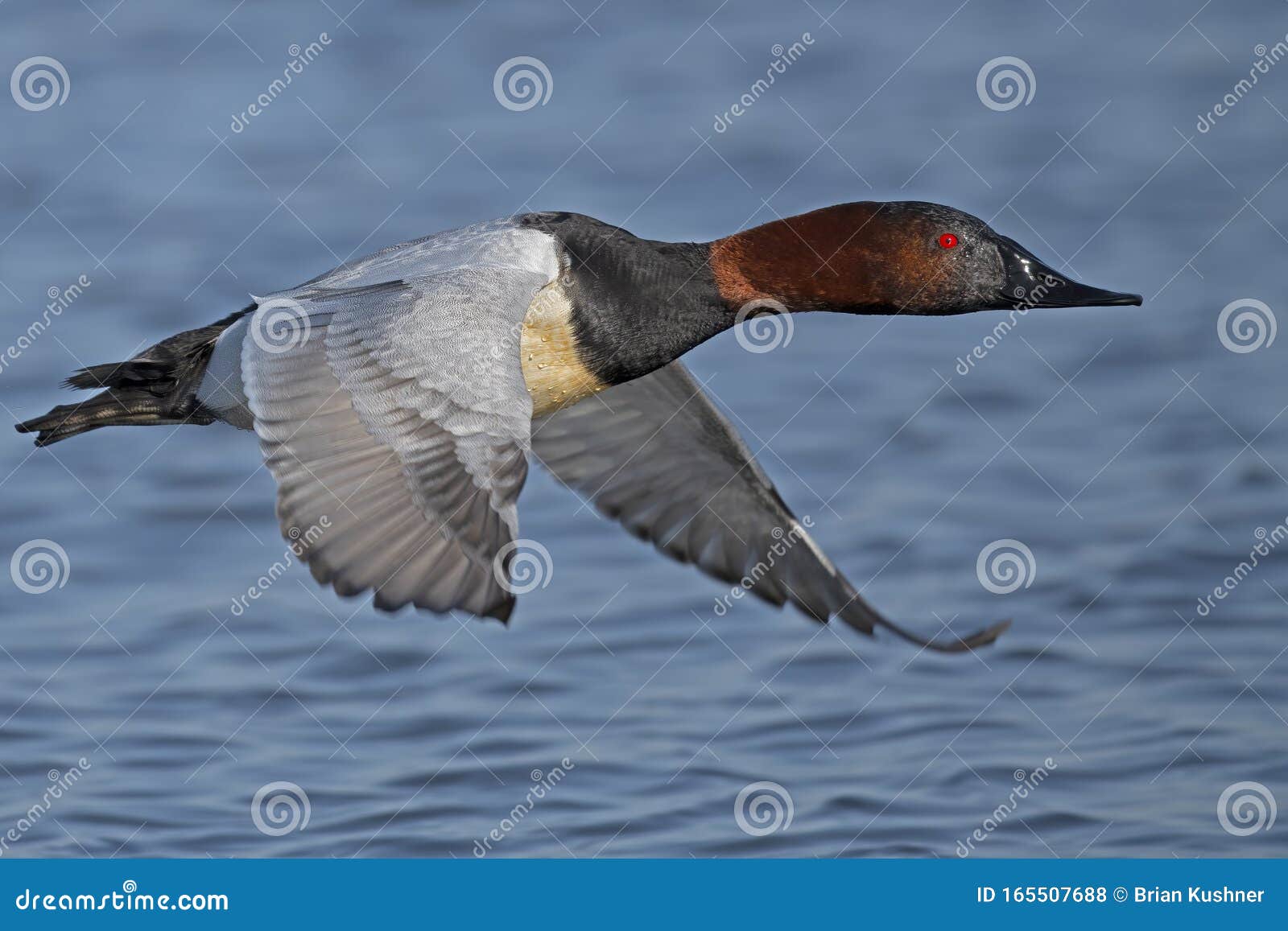 A Male Canvasback in Flight Stock Photo - Image of canvasback, bird ...
