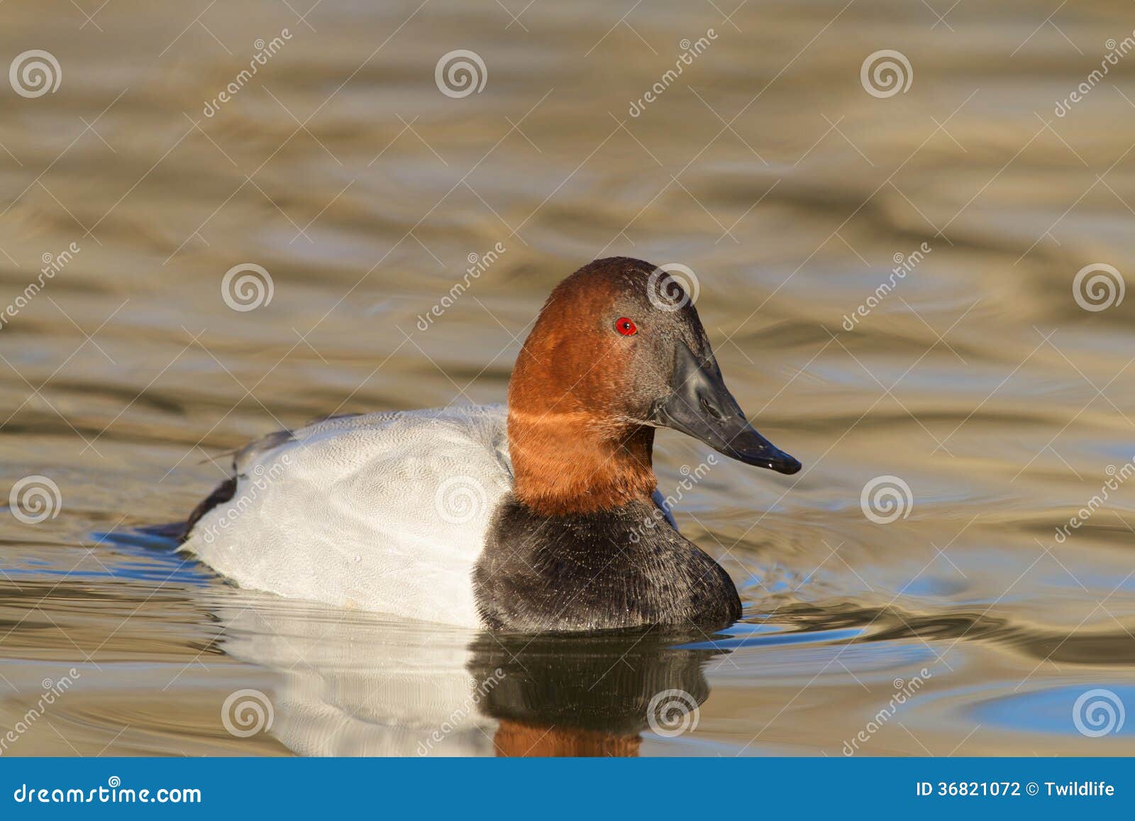 Male Canvasback Swimming stock photo. Image of lake, male - 36821072