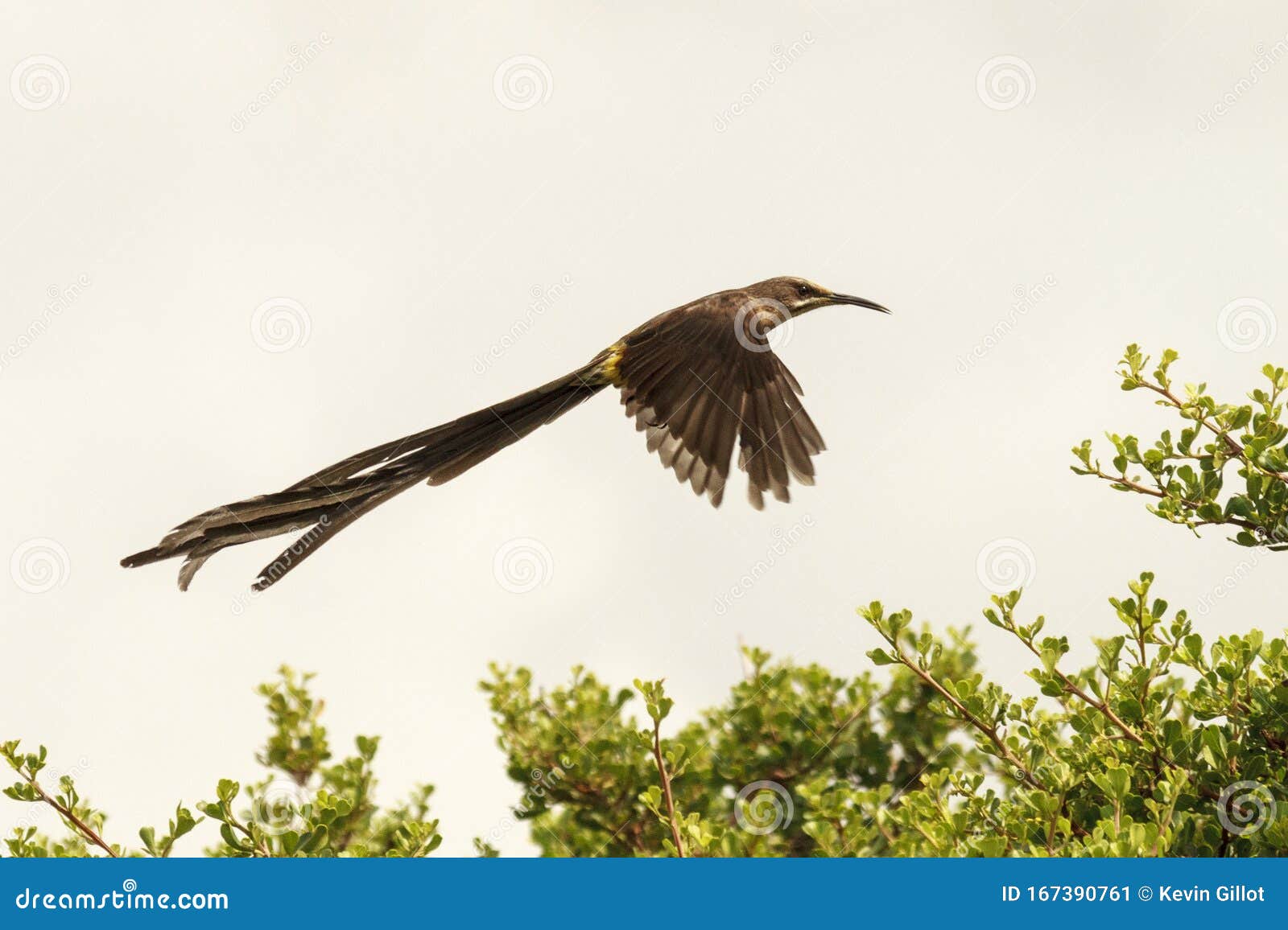 Male Cape Sugarbird in Flight. Stock Image - Image of elegant, birds ...