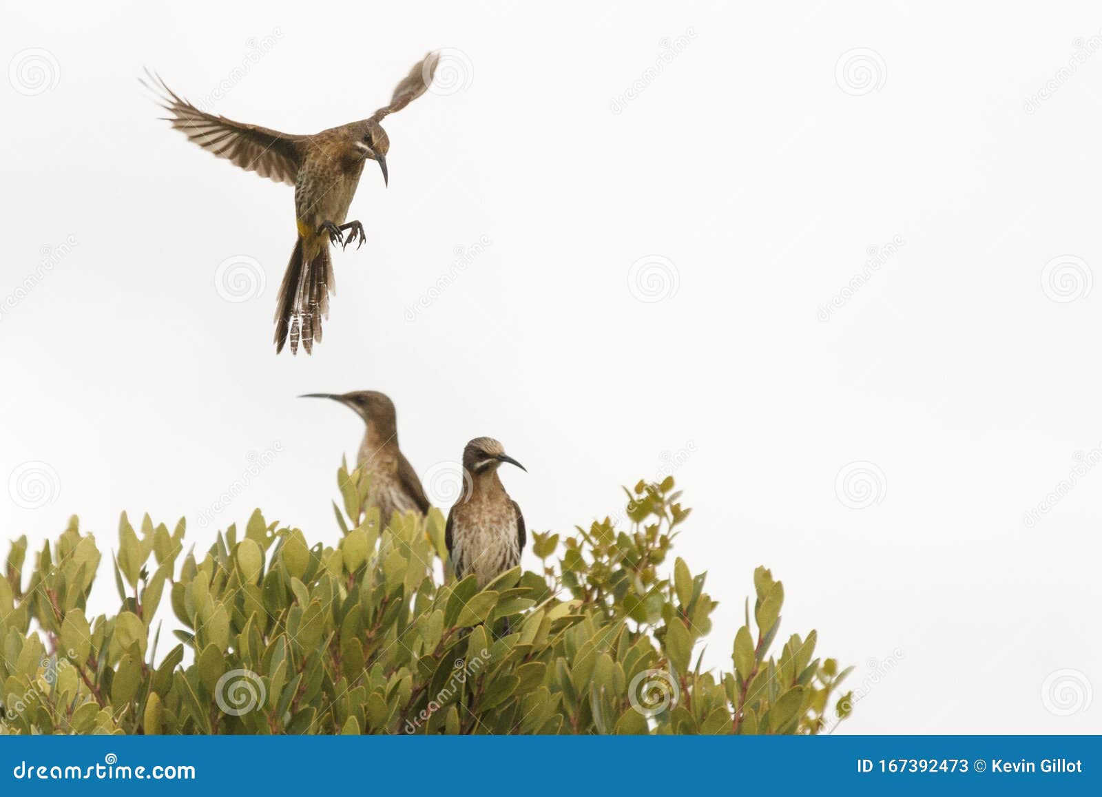 Male Cape Sugarbird in Flight. Stock Image - Image of perching, male ...