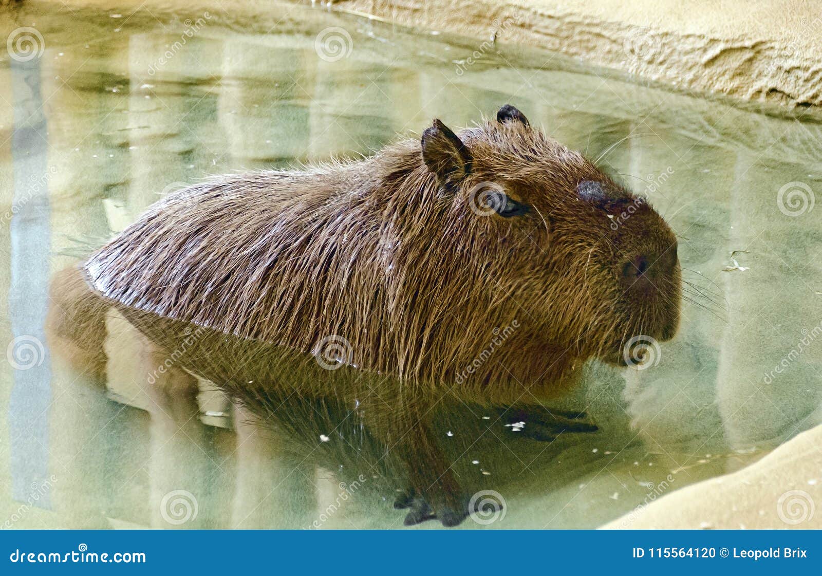 Male Capybara stock photo. Image of carpincho, basin - 115564120
