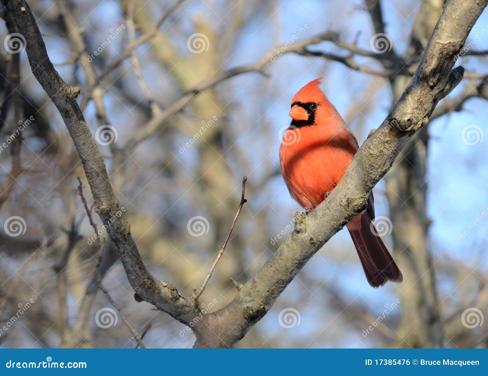 Male cardinal stock photo. Image of birdwatching, outdoors - 17385476