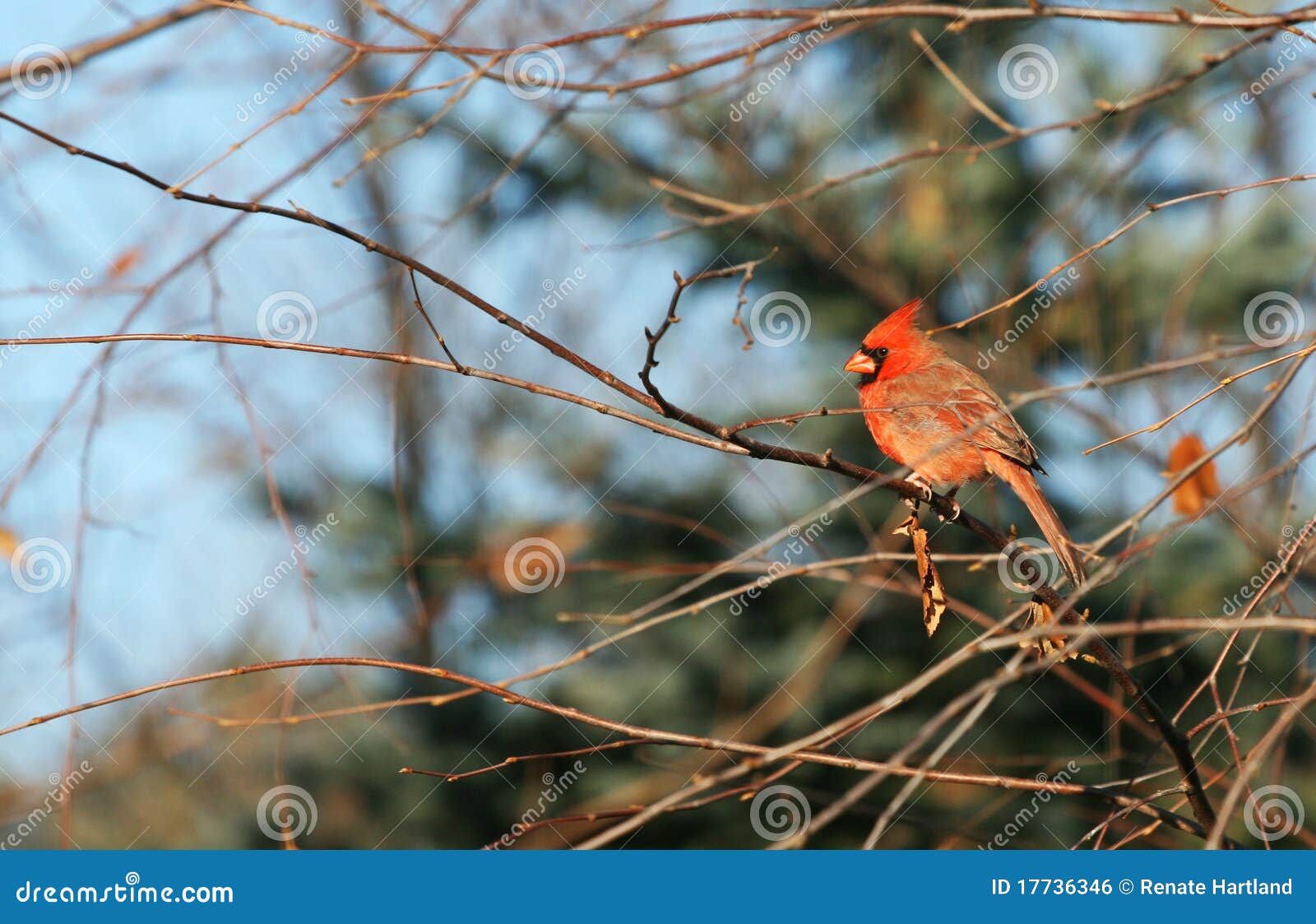Male Cardinal stock photo. Image of birch, fall, leaves - 17736346