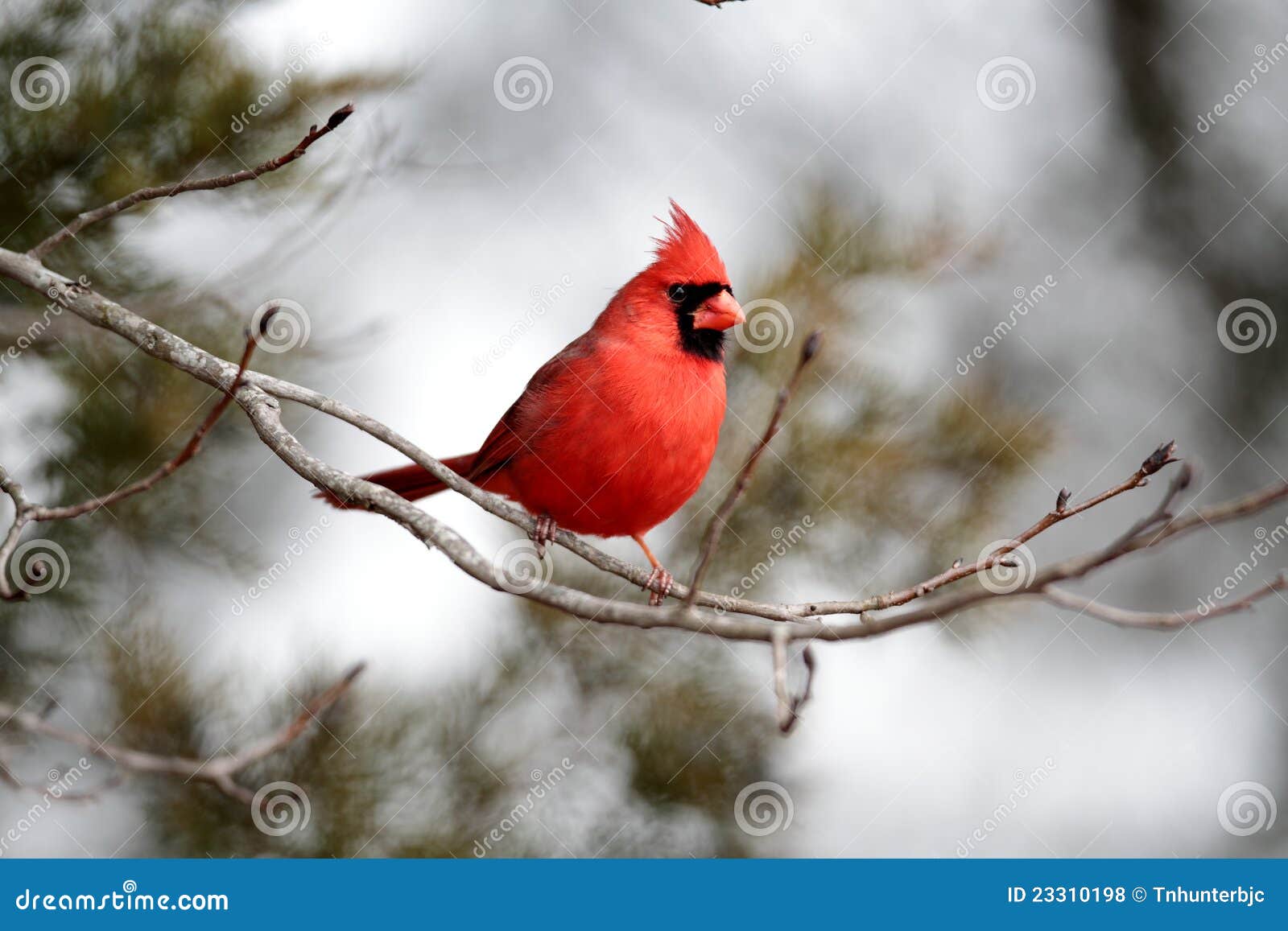 Male Cardinal stock photo. Image of sitting, season, background - 23310198