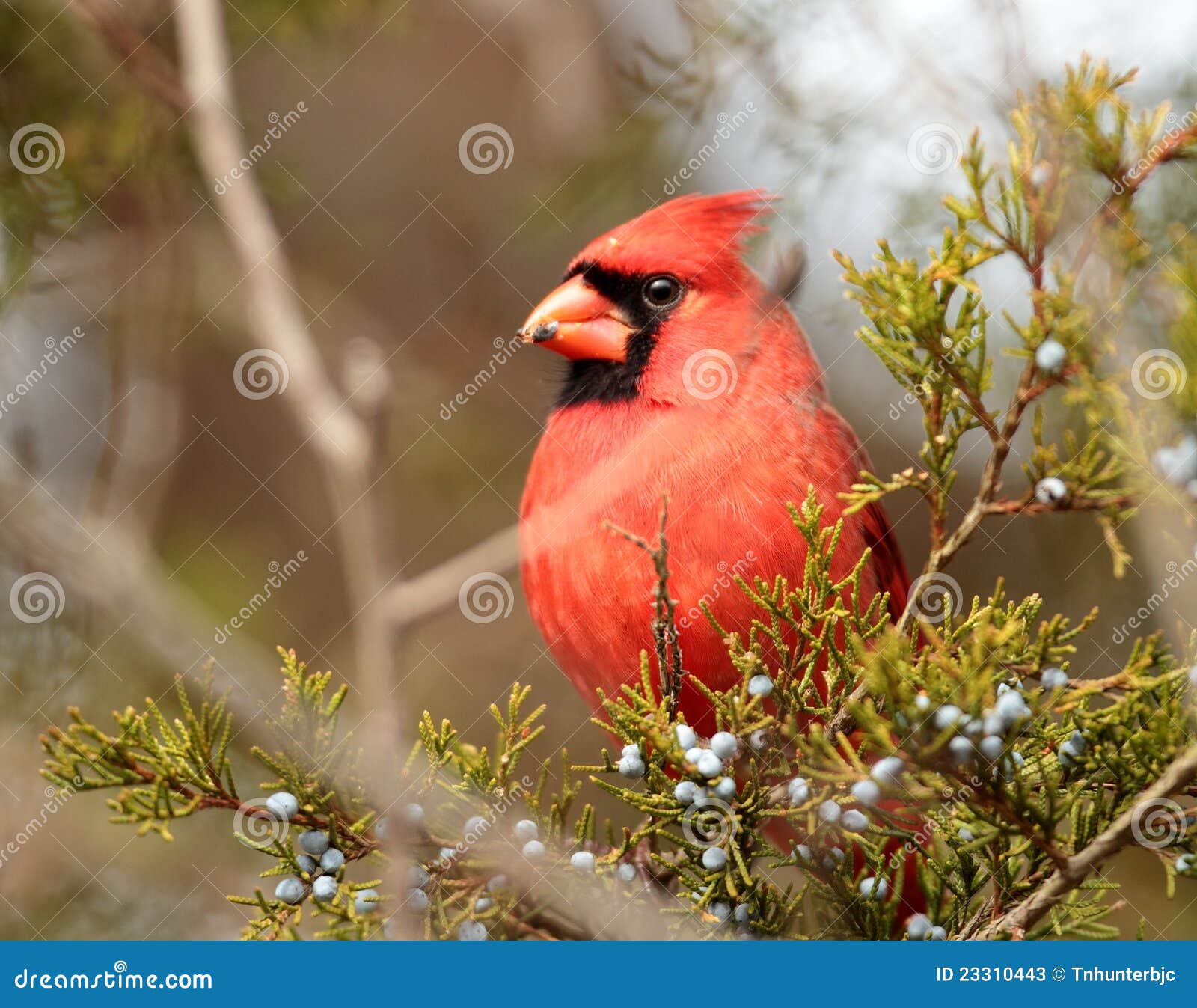 Male Cardinal stock image. Image of birds, beak, wild - 23310443