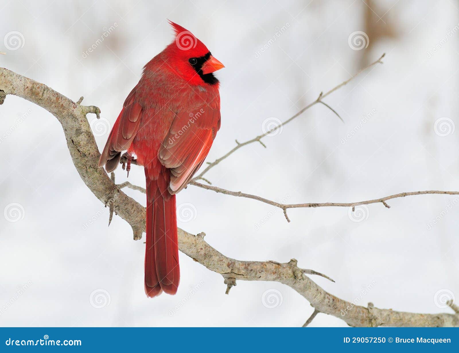 Male Cardinal stock photo. Image of wildlife, nature - 29057250