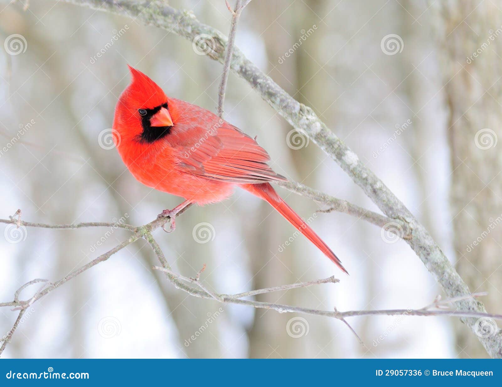 Male Cardinal stock photo. Image of bird, wildlife, northern - 29057336