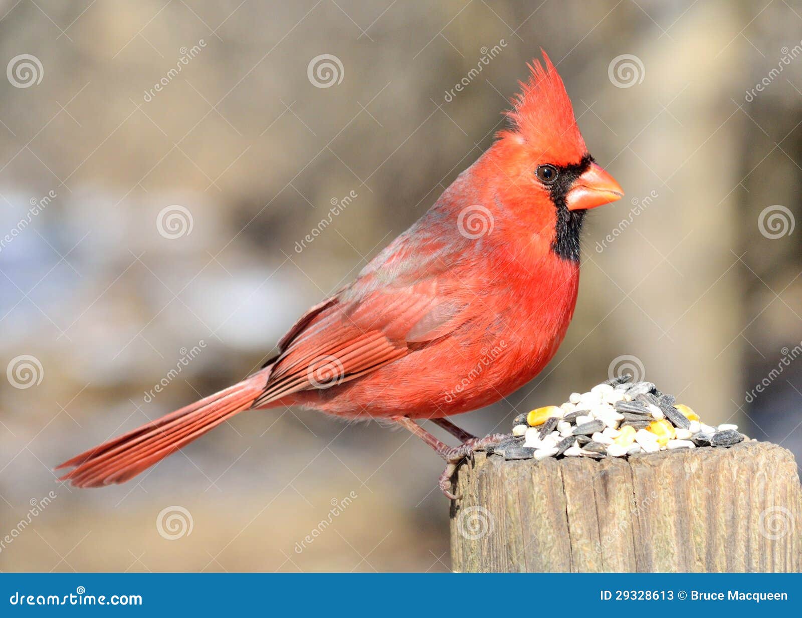 Male Cardinal stock image. Image of animal, redbird, nature - 29328613