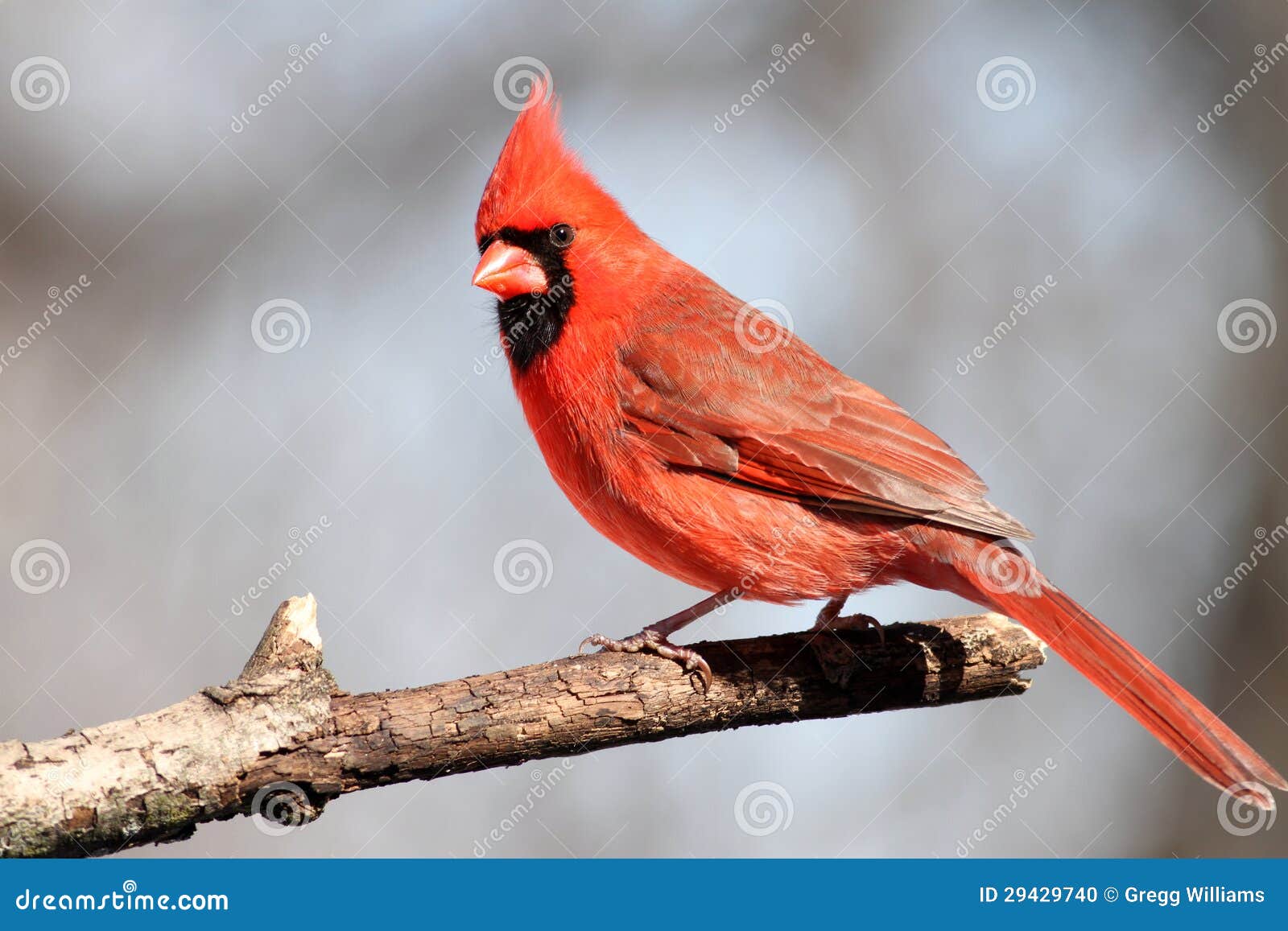 Male Cardinal stock photo. Image of cardinal, bird, pose - 29429740