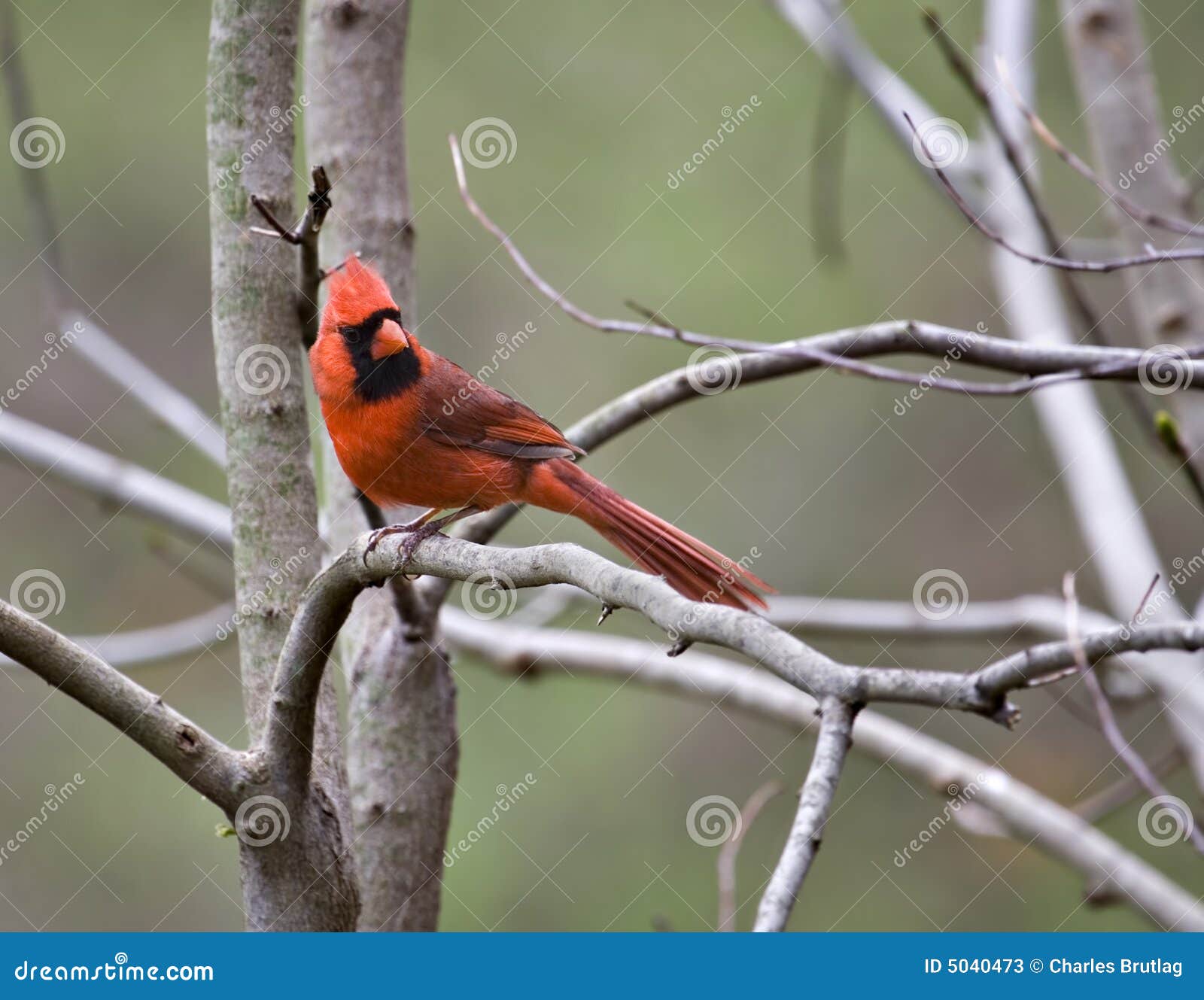 Male Cardinal stock image. Image of beak, animal, close - 5040473