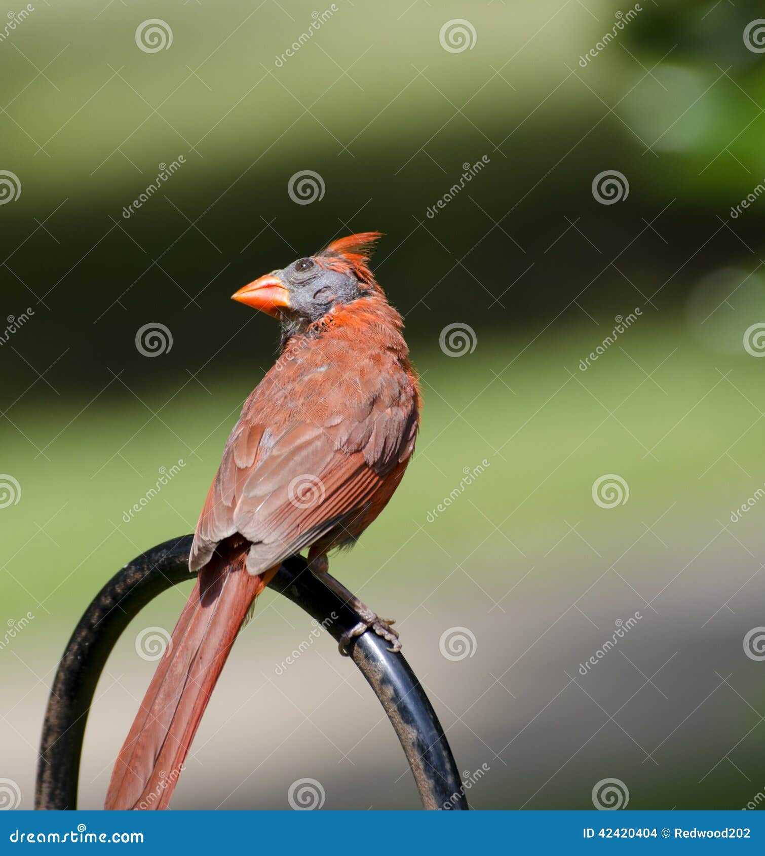 Male Cardinal stock photo. Image of avian, tail, beauty - 42420404