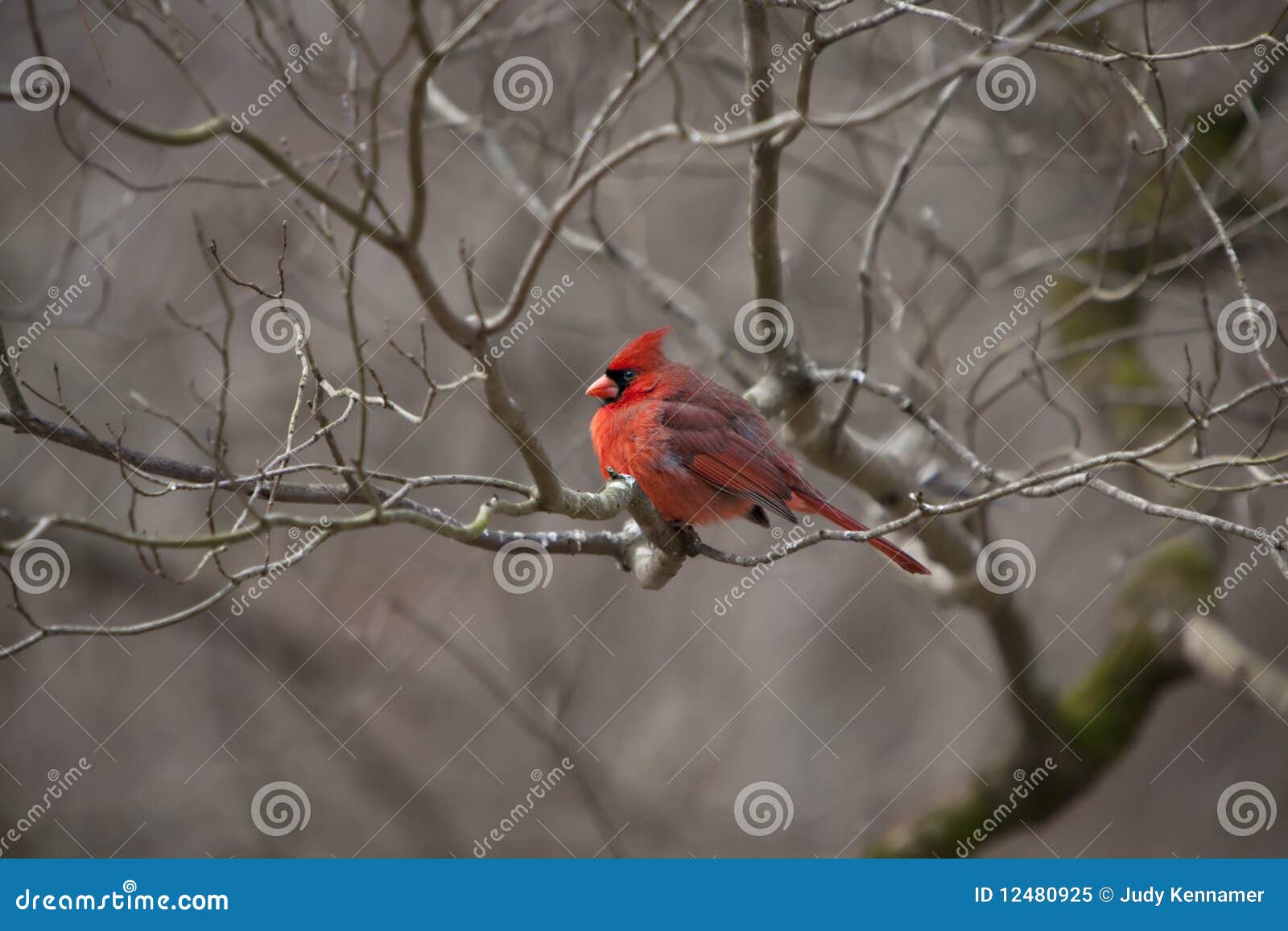 Male Cardinal in bare tree stock image. Image of biology - 12480925