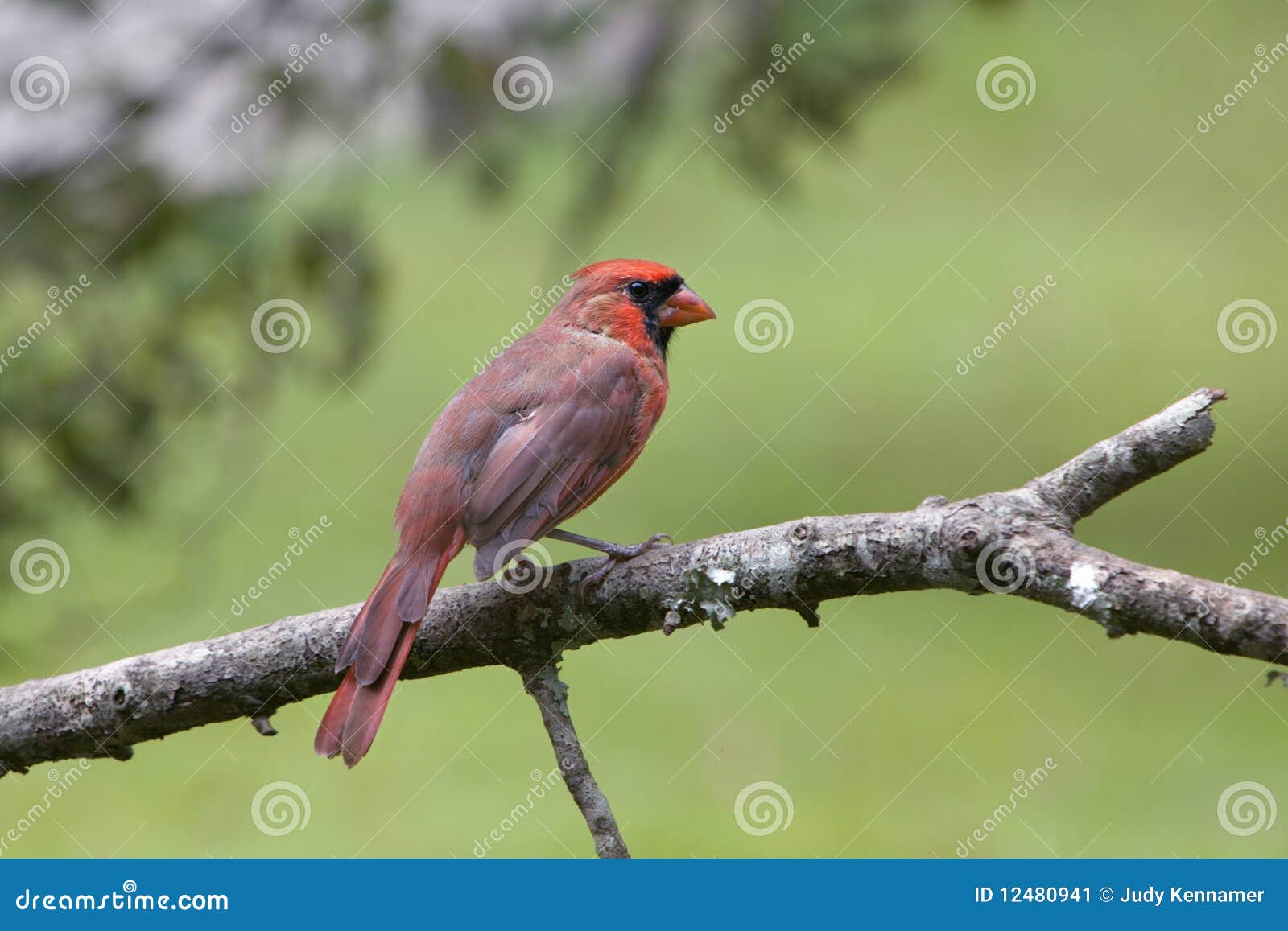 Male Cardinal in bare tree stock image. Image of avian - 12480941