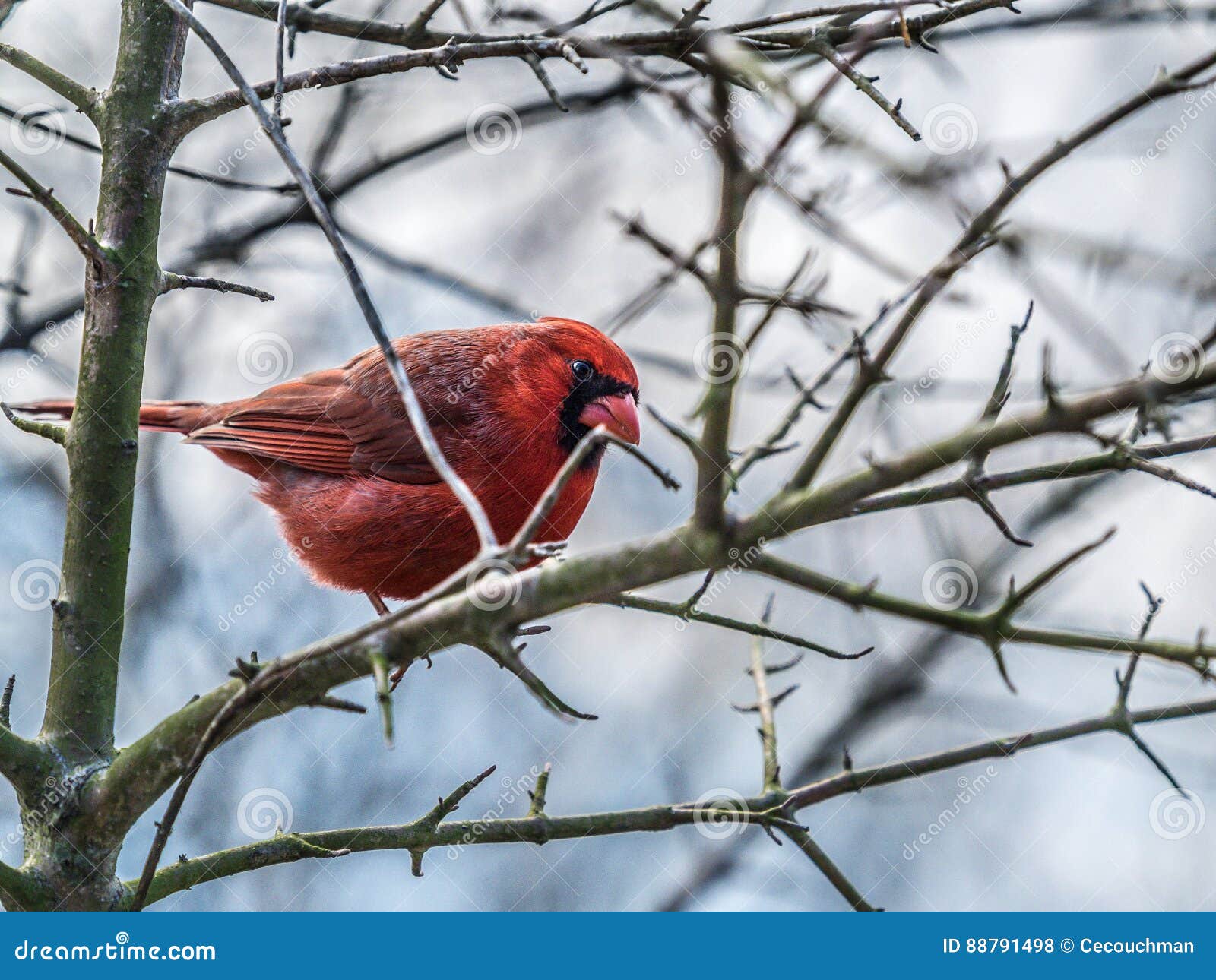 Male Cardinal among Bare Tree Branches Stock Photo - Image of swamp ...