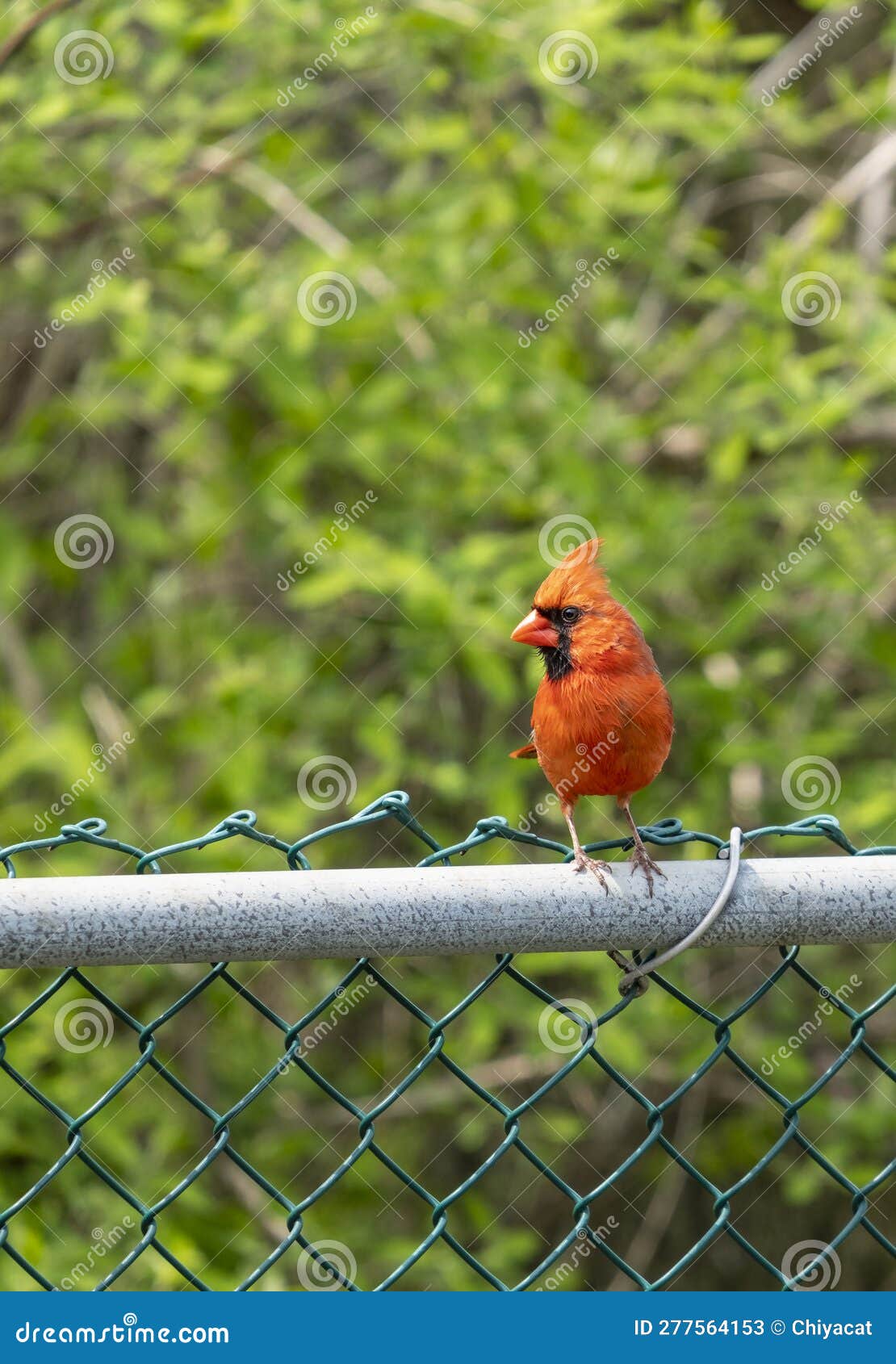A Male Cardinal Bird Perched on a Chain Link Fence #1 Stock Image ...