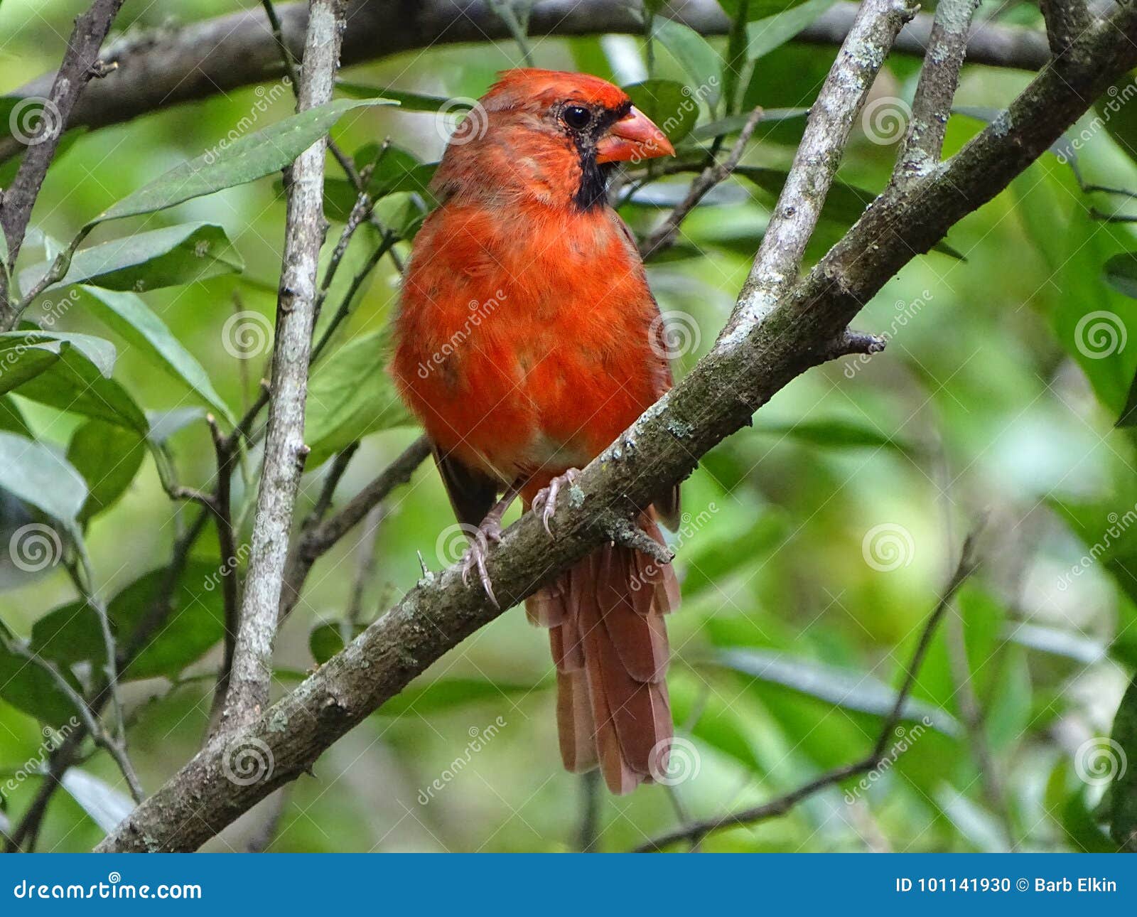 152 Cardinal Family Tree Stock Photos - Free & Royalty-Free Stock ...