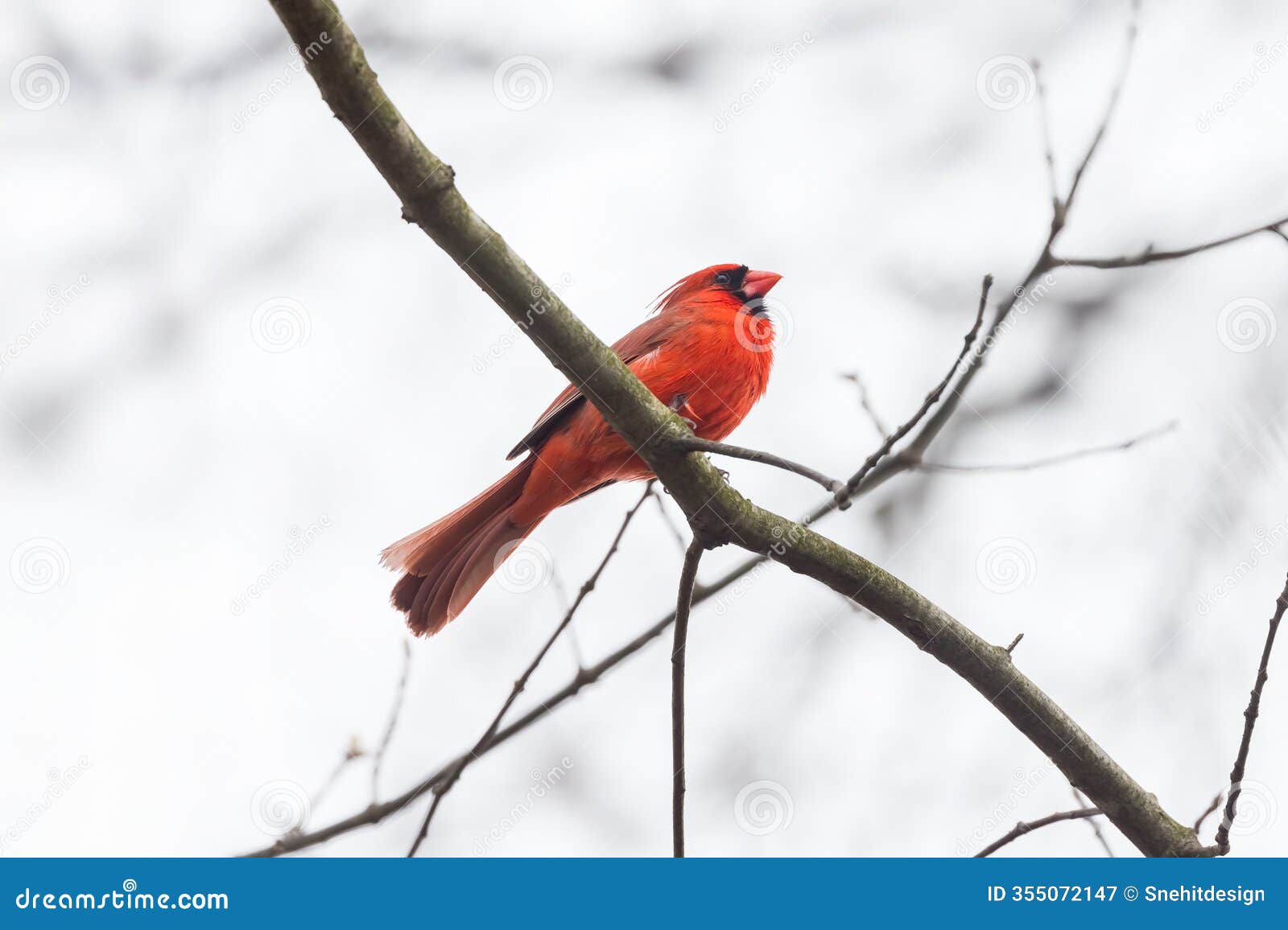 Male Cardinal On A Fence Stock Photography | CartoonDealer.com #19862414