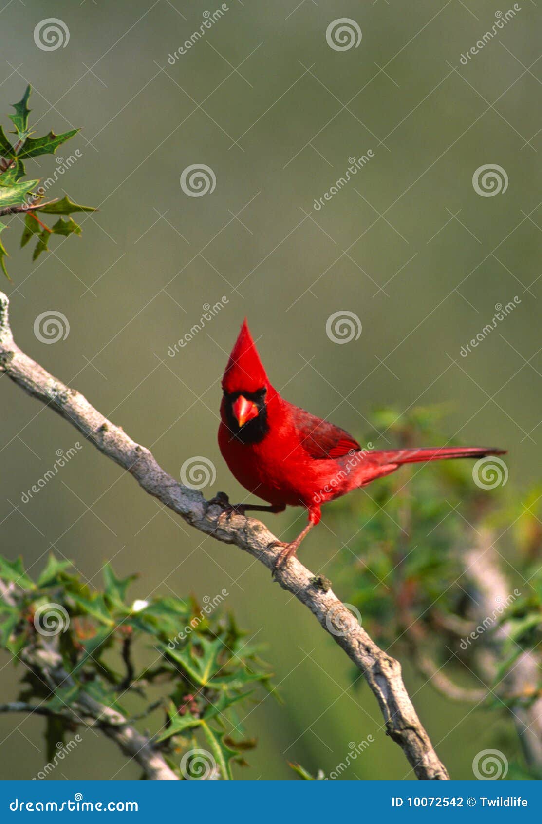 Male Cardinal on Branch stock photo. Image of song, migratory - 10072542