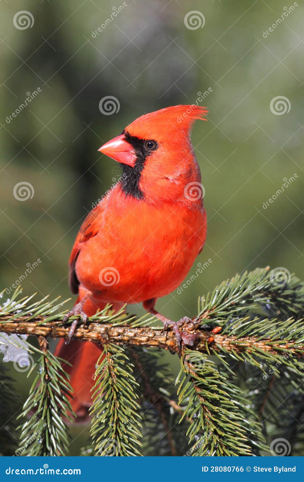 Male Cardinal on a Branch stock photo. Image of male - 28080766