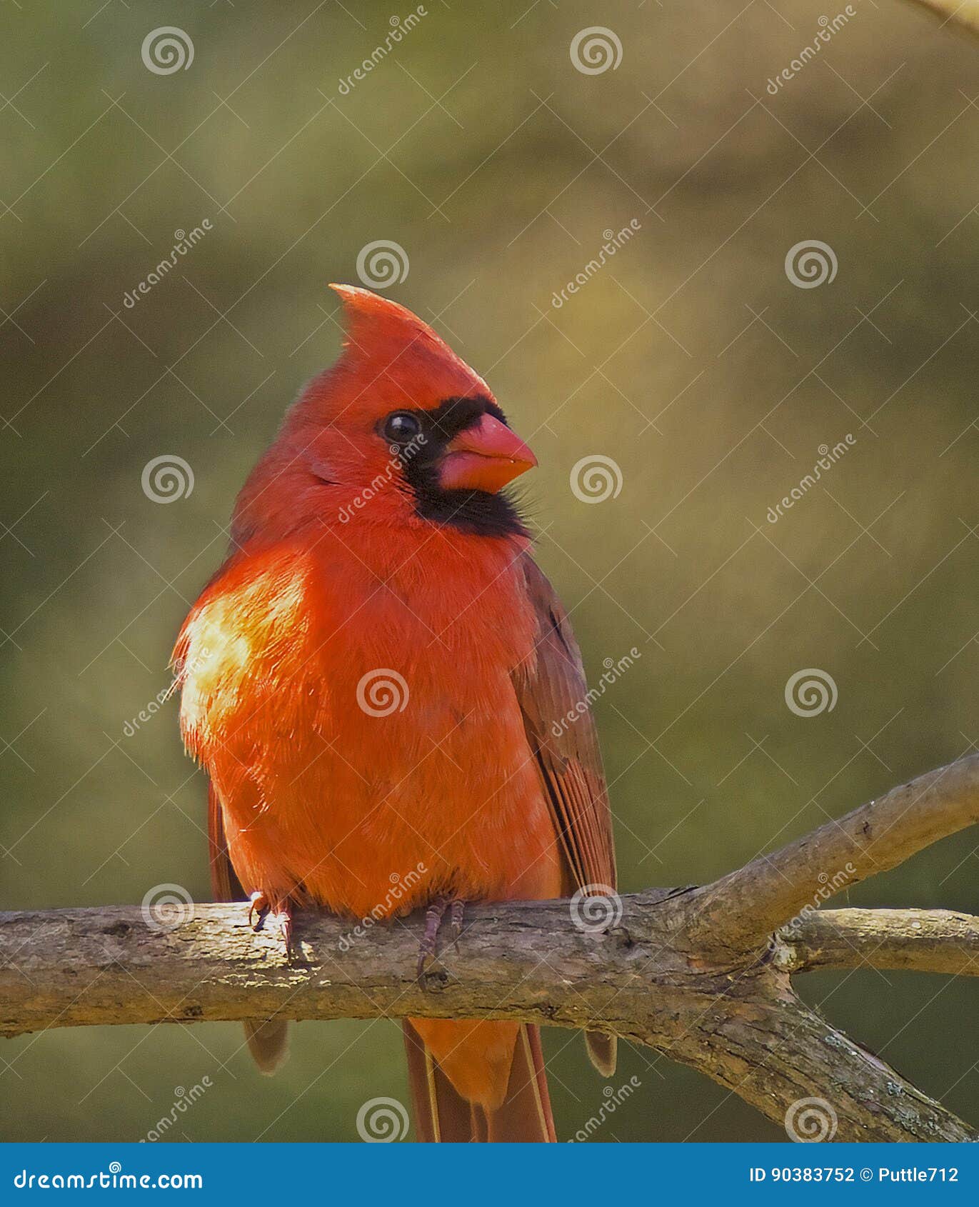 Male Cardinal on Branch stock photo. Image of bright - 90383752