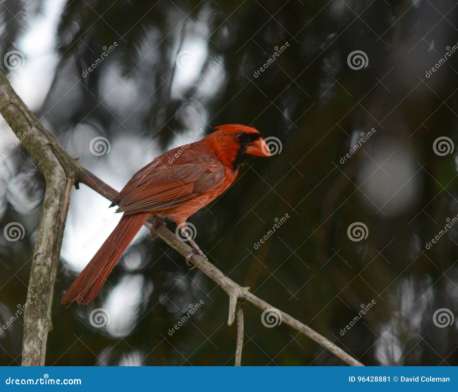 Male cardinal stock image. Image of nature, outdoors - 96428881