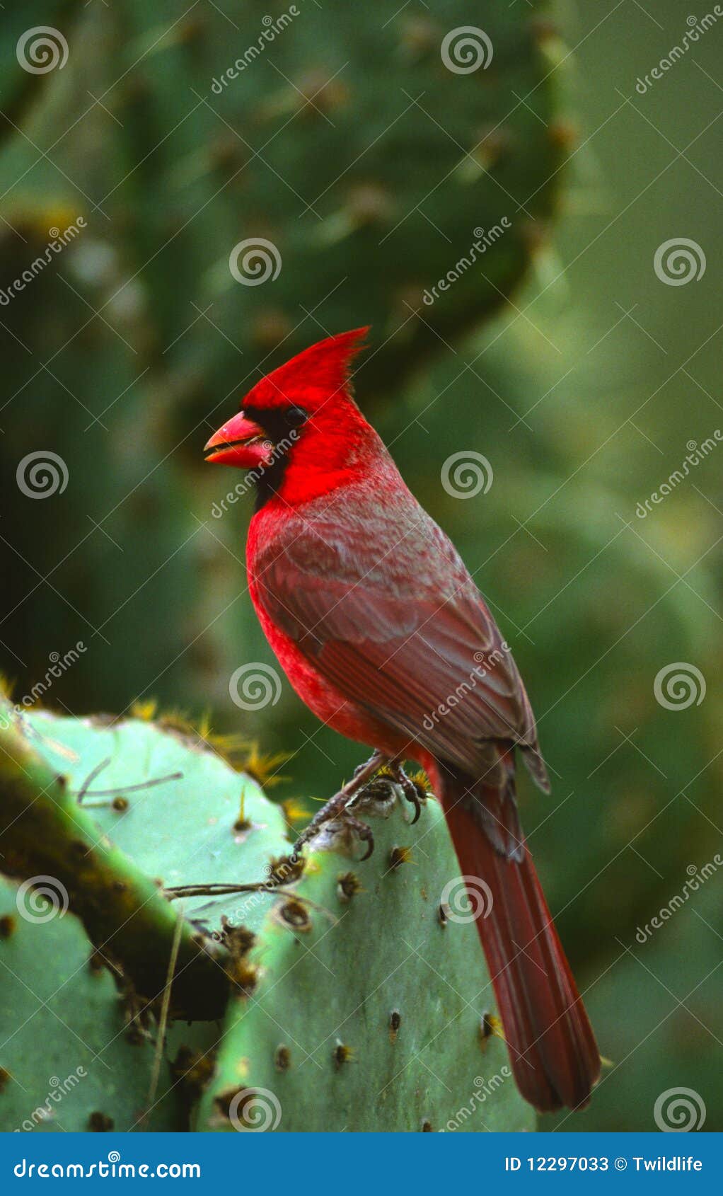 Male Cardinal on Cactus stock image. Image of nature - 12297033