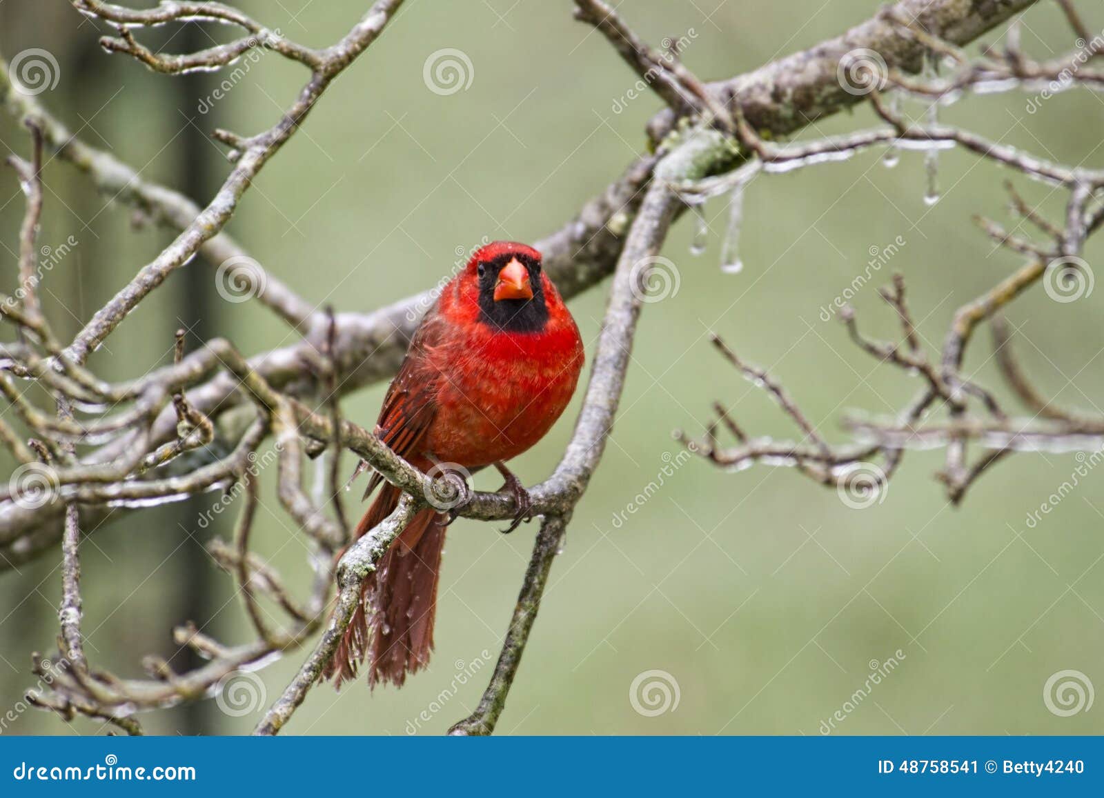 Male Cardinal on a Cold Snowy Day. Stock Image - Image of branch ...